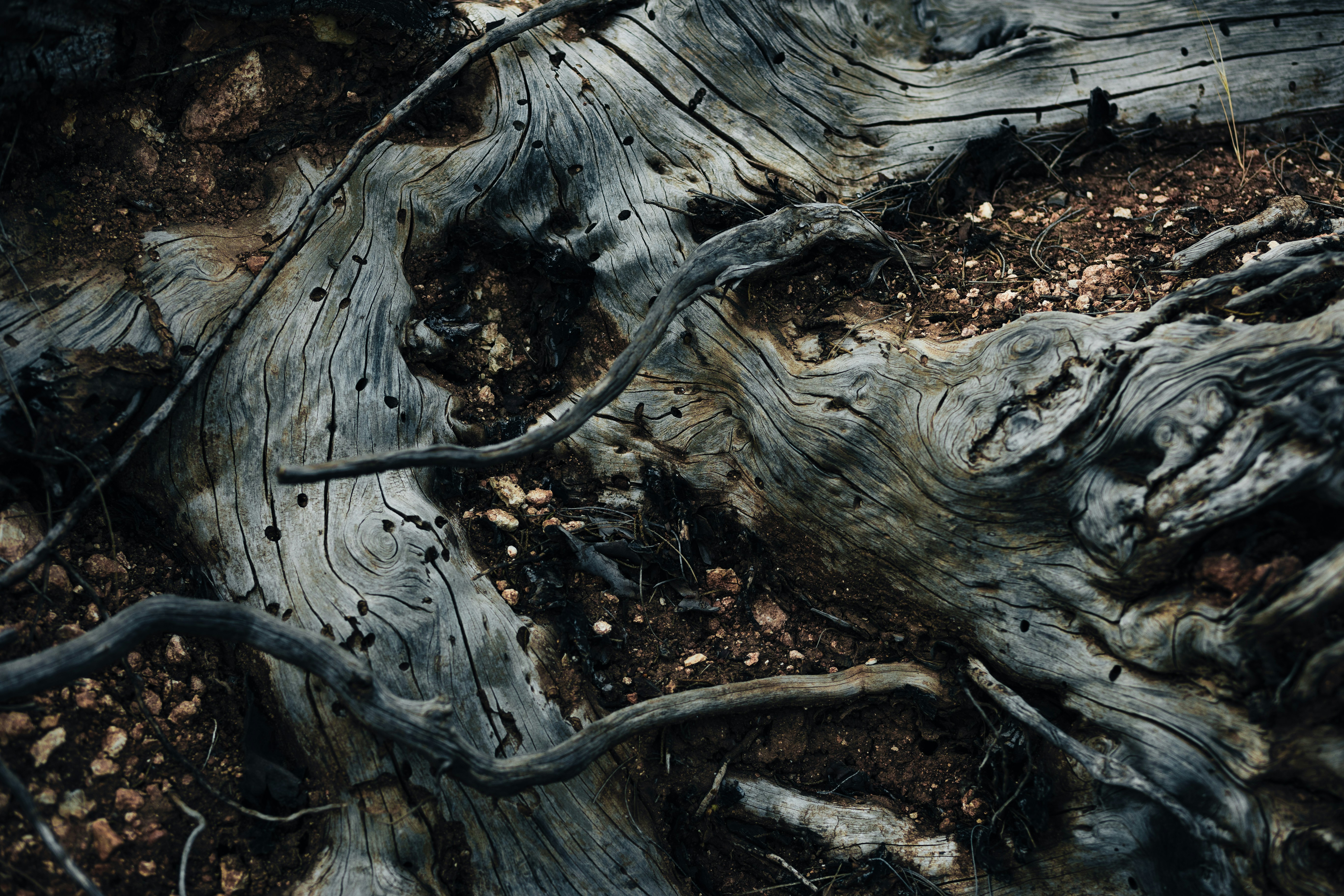 Tangled Time: Weathered Roots Weave Through a Shadowed Forest Floor