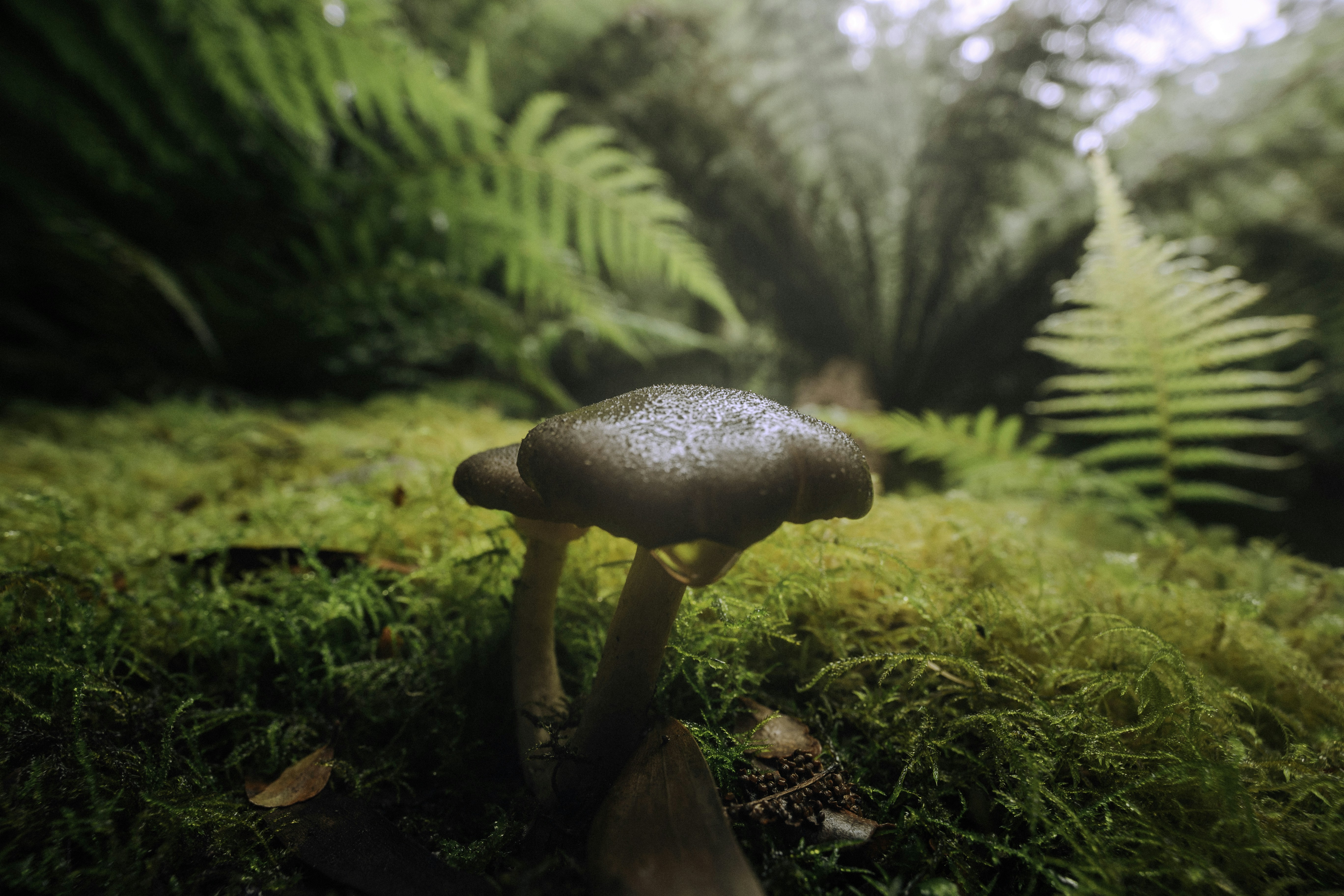 Emerald Carpet Sentinel: A lone mushroom among fern and moss in soft forest light