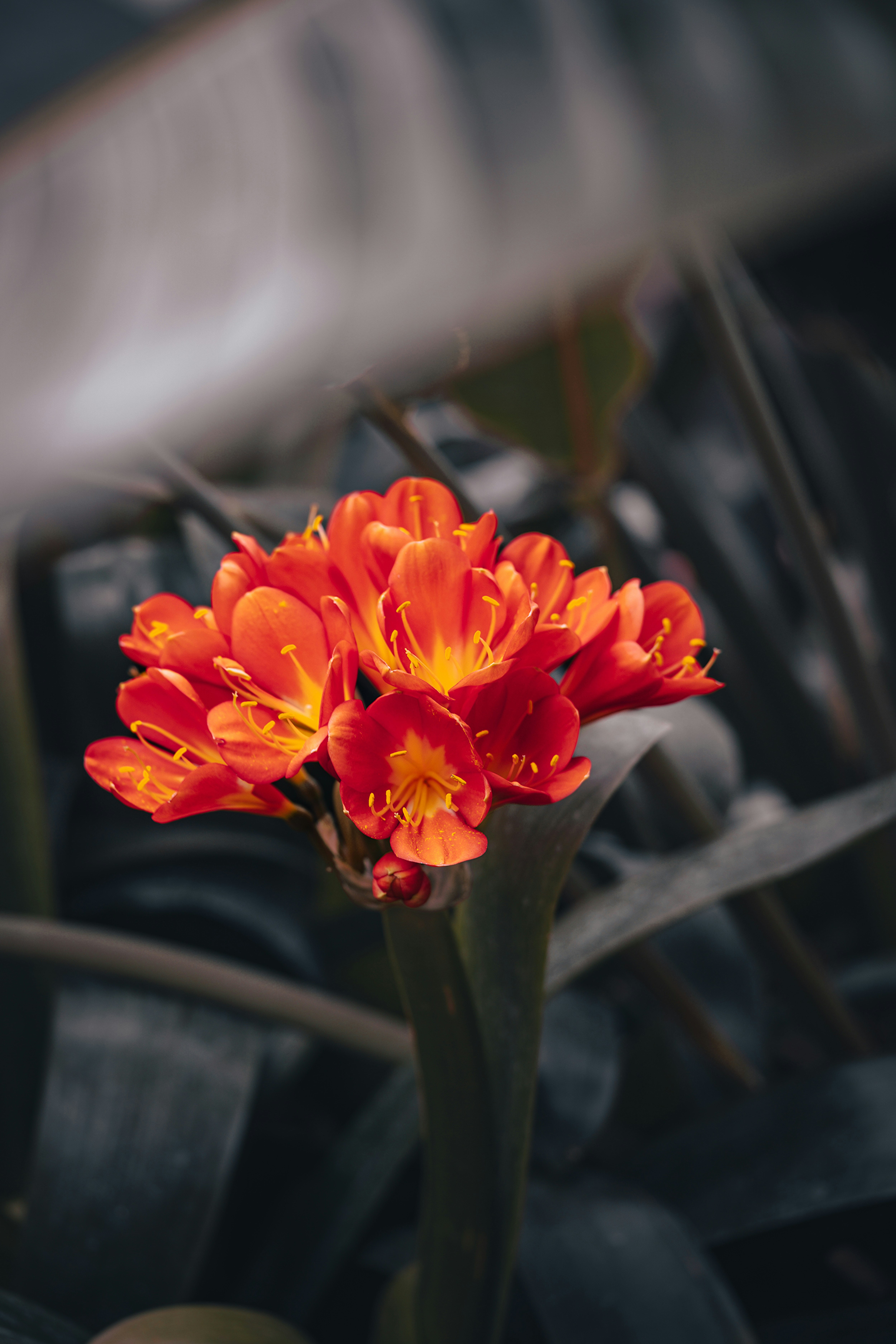 Crimson Crown: a vivid bloom rising from muted tones