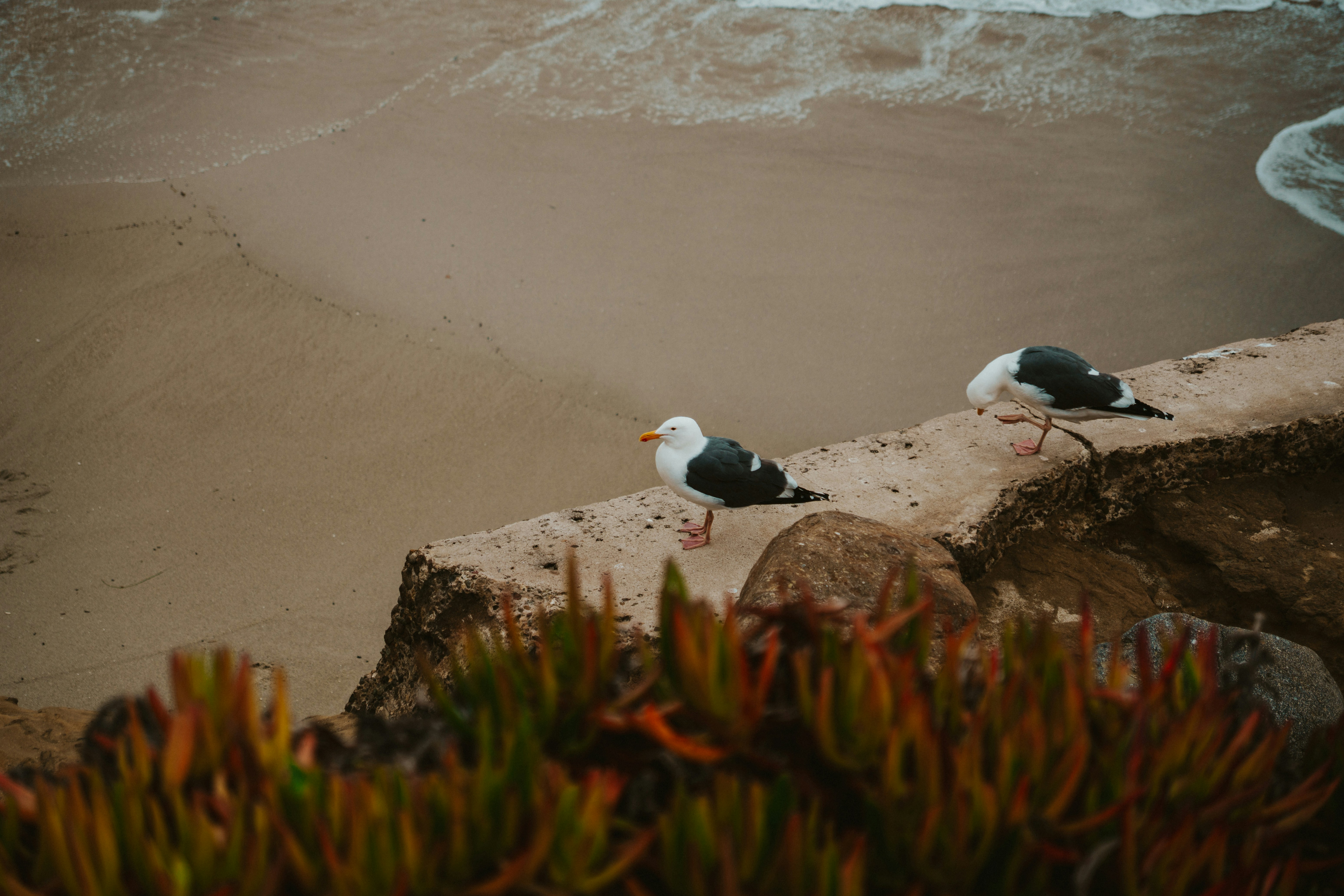 Two Gulls Perched on a Weathered Ledge Above the Beach