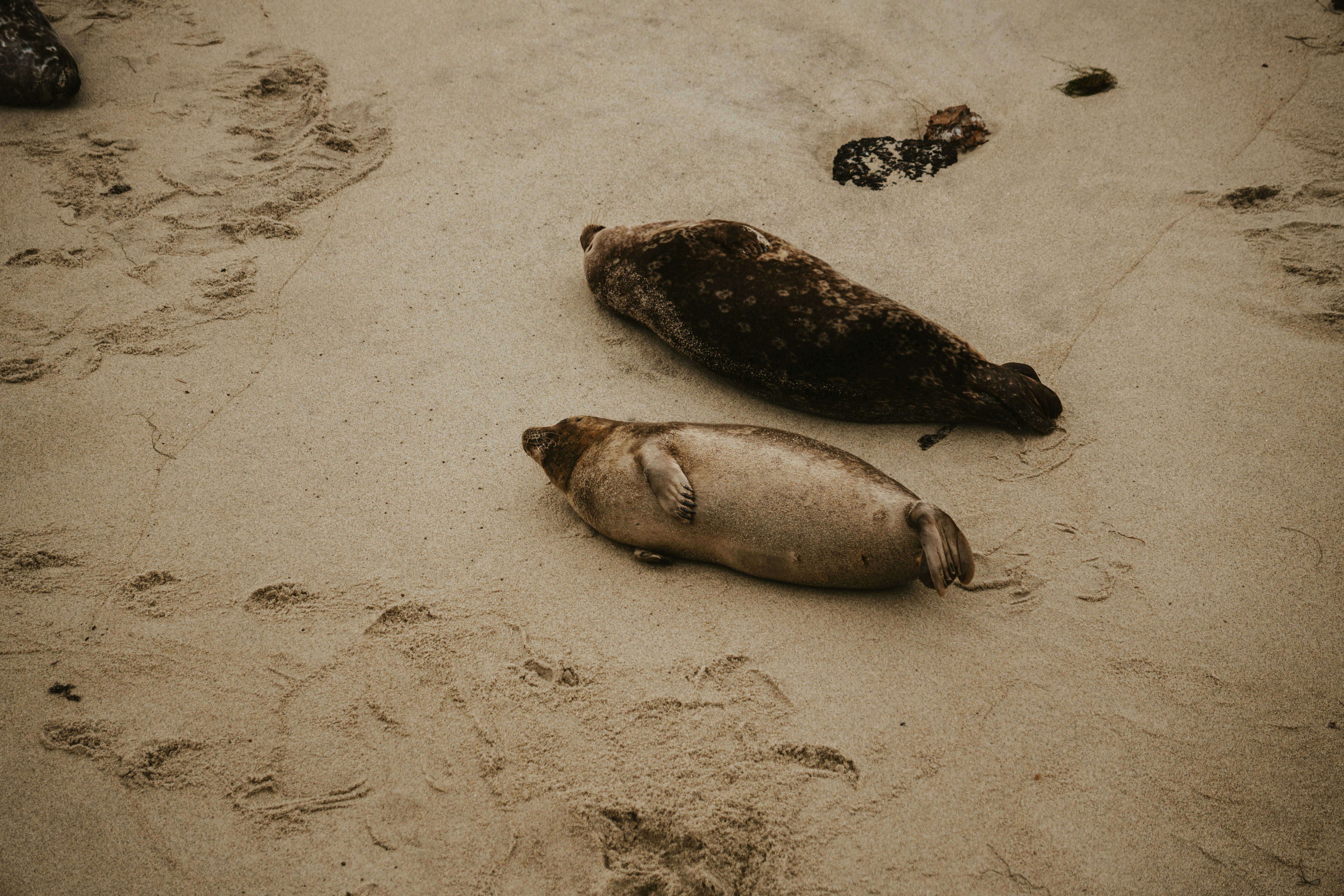 Photo by Nicholas Fuentes with Sony Alpha 6700