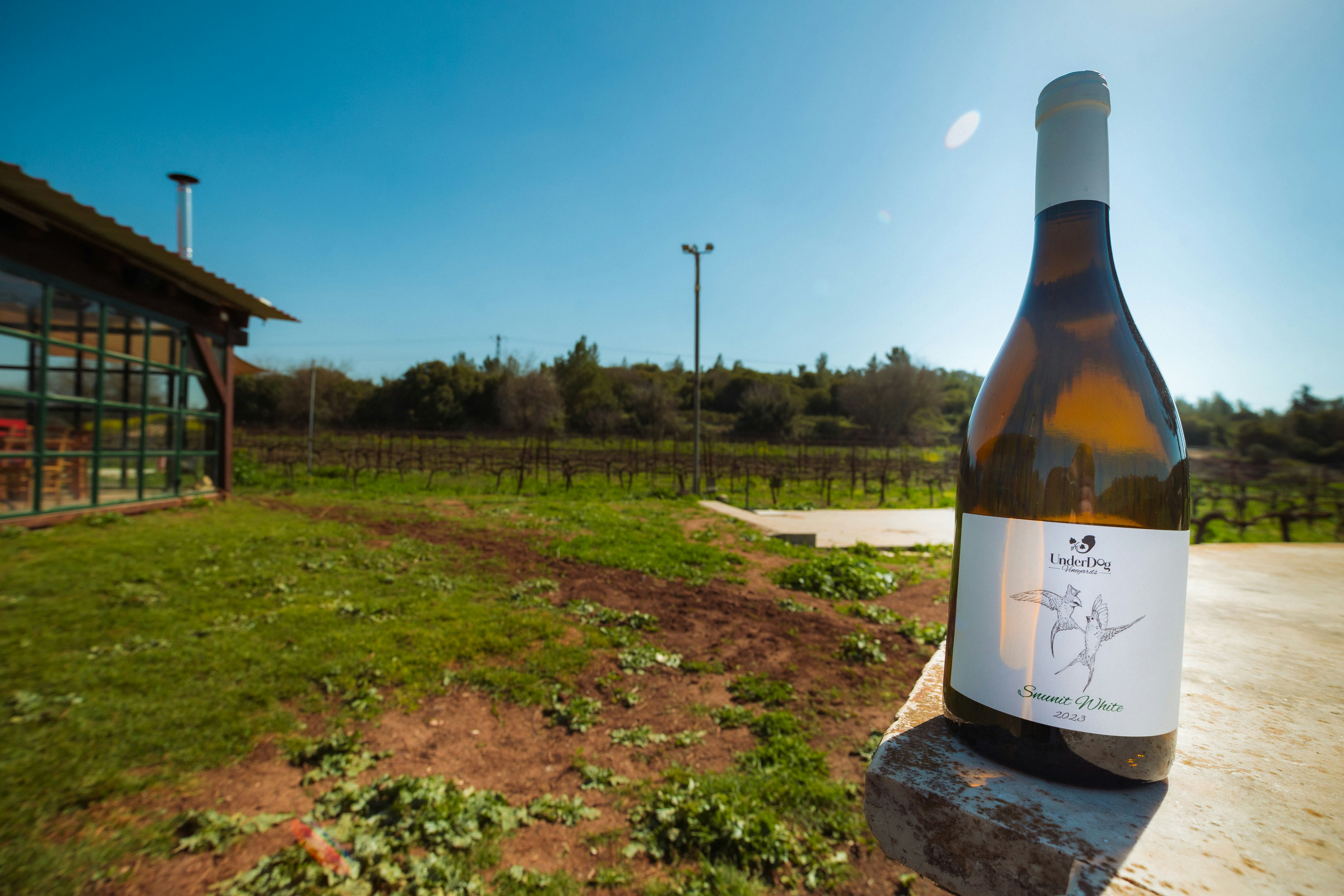 Sunlit Vineyard Serenity