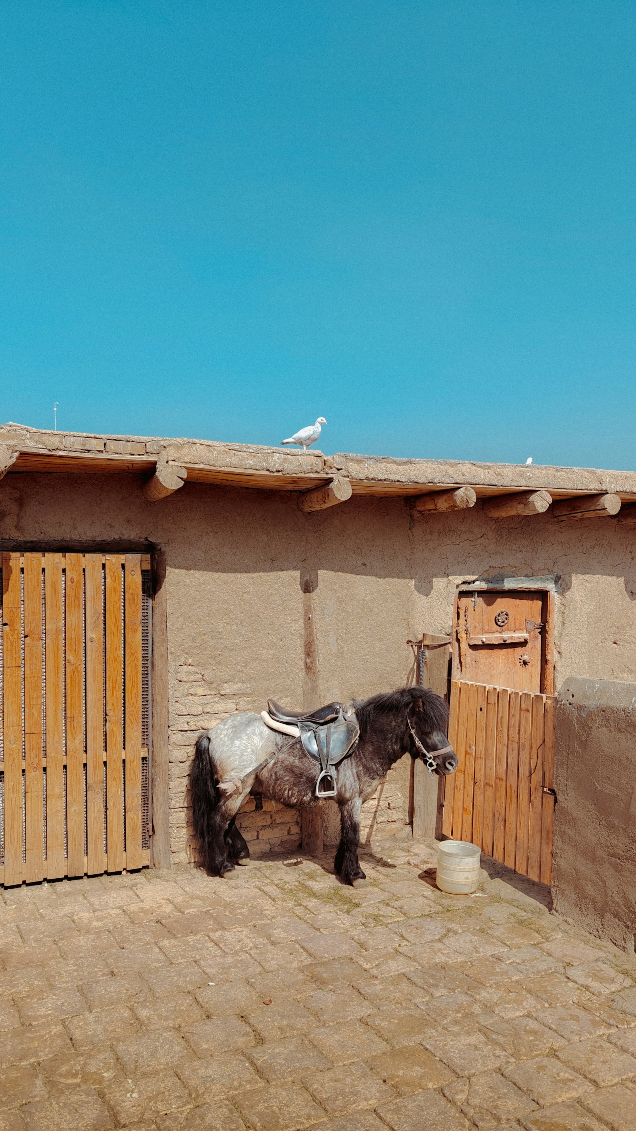 Secluded Stable: A White Dove Over a Santhustic Roofline
