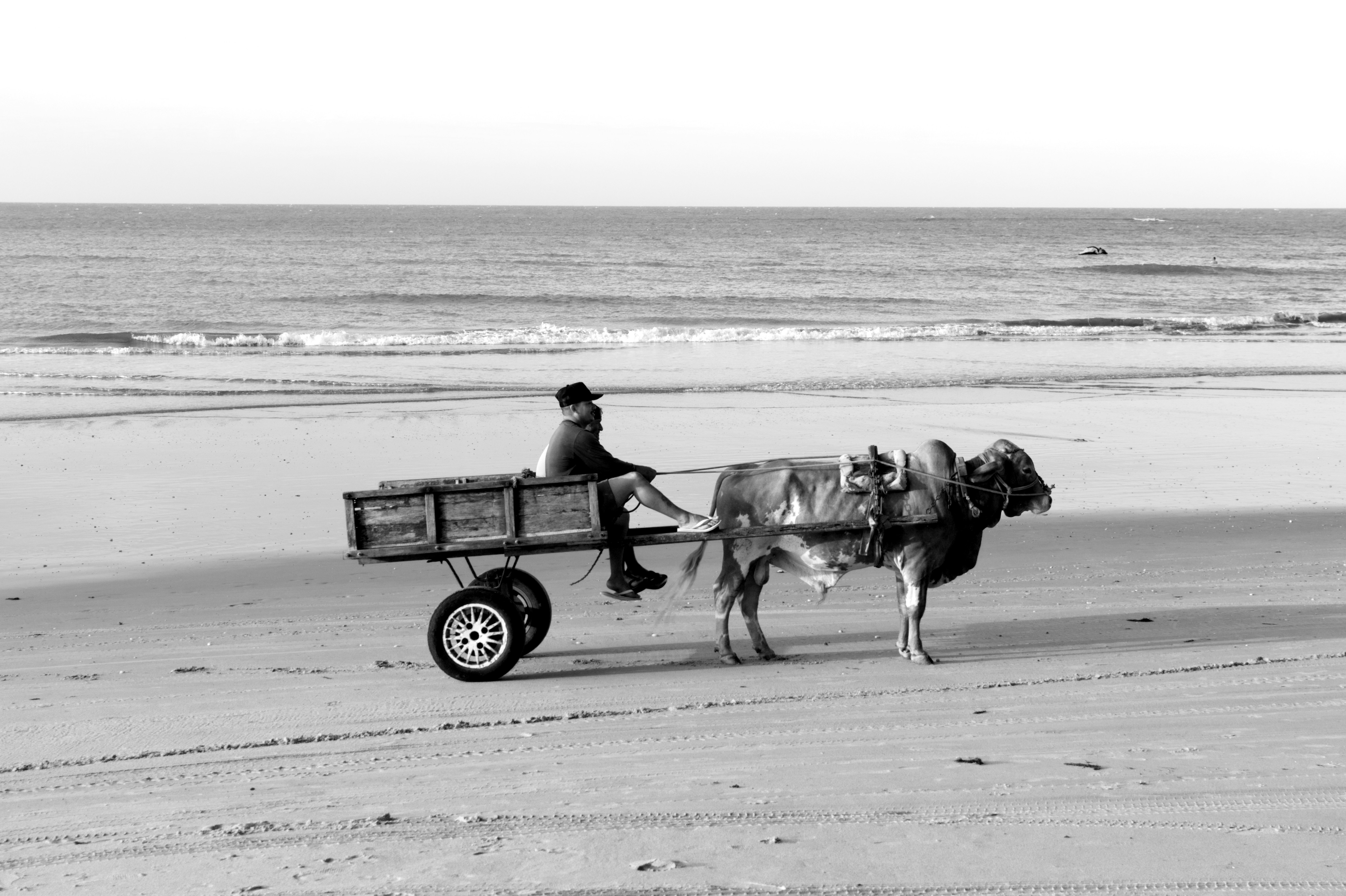 A person rides an ox-drawn cart along a serene beach with gentle waves in the background.