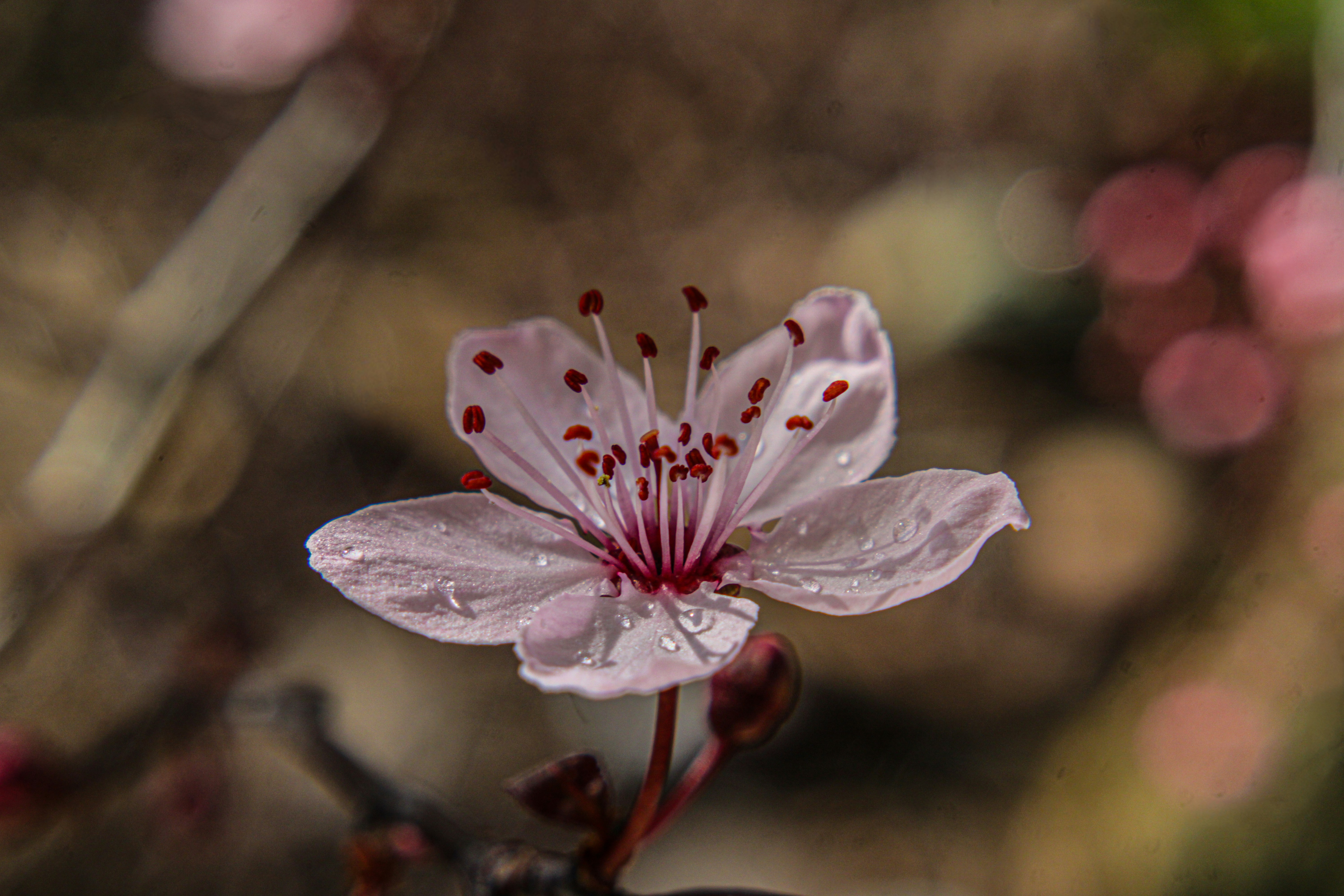 Photo by Peter Robbins with Canon EOS 2000D