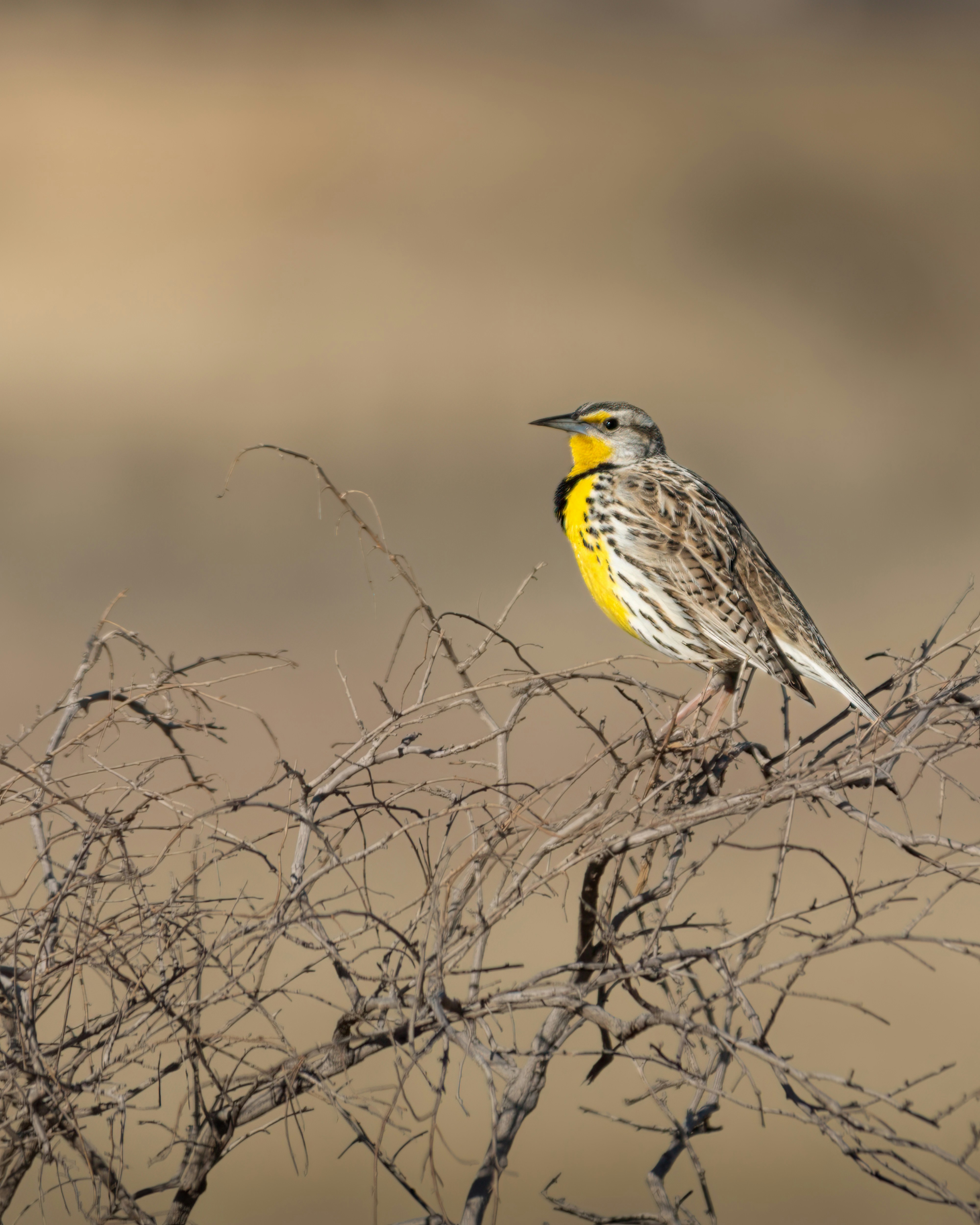 Golden Songbird on Desert Perch