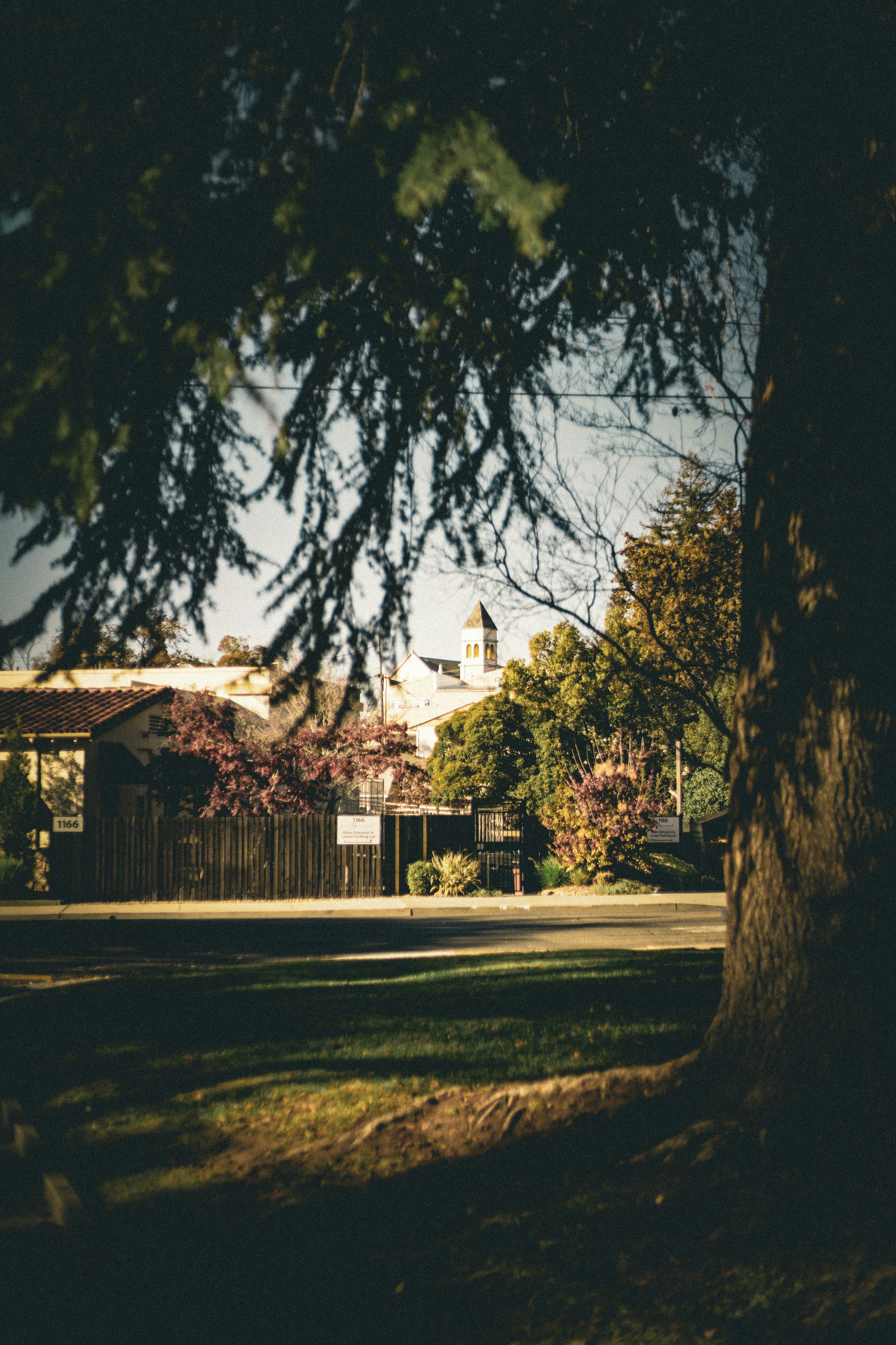 Sunlit pathway framed by dense tree branches with a distant view of a clock tower.