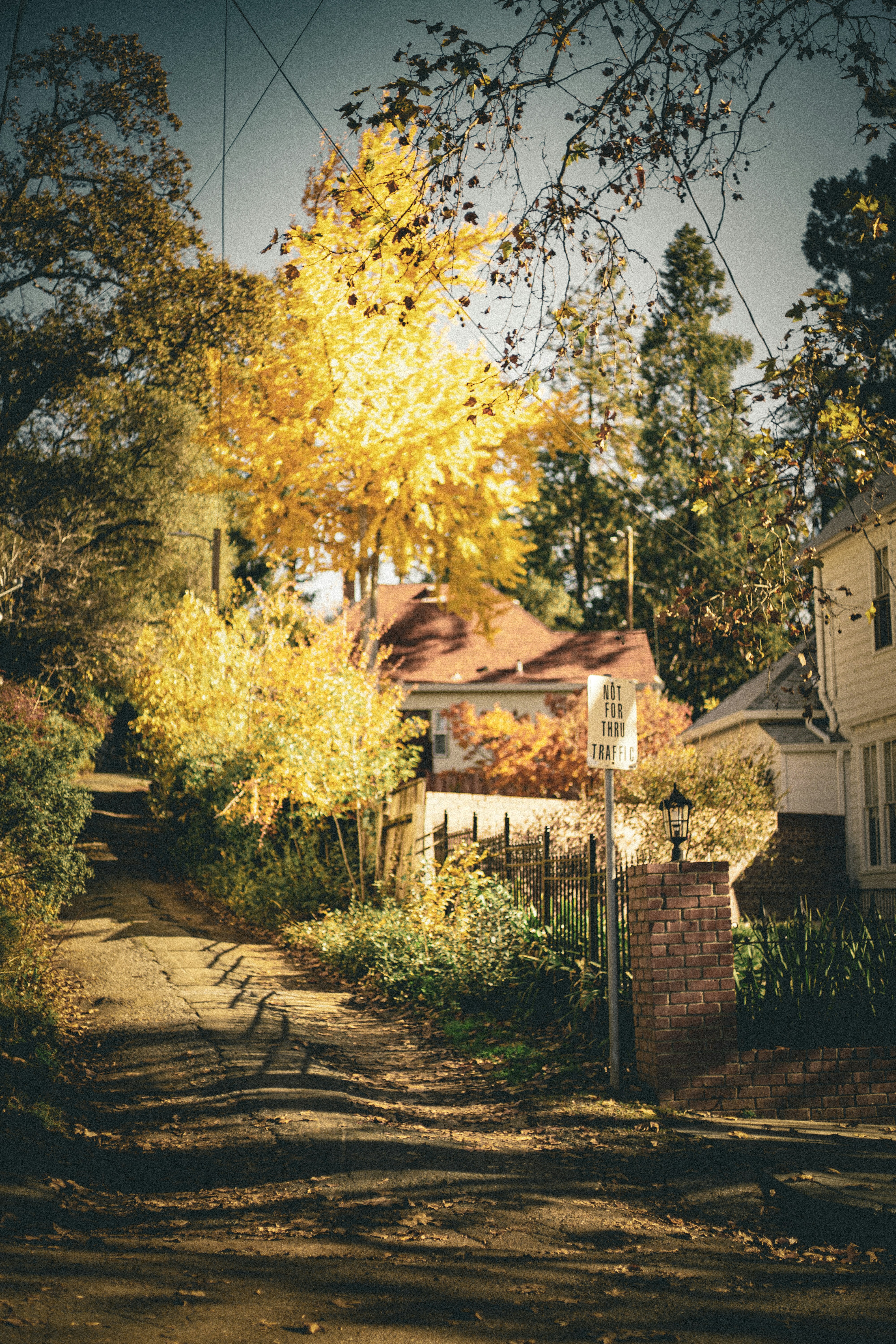 Sunlit autumn foliage casts warm hues over a quiet suburban street lined with houses.