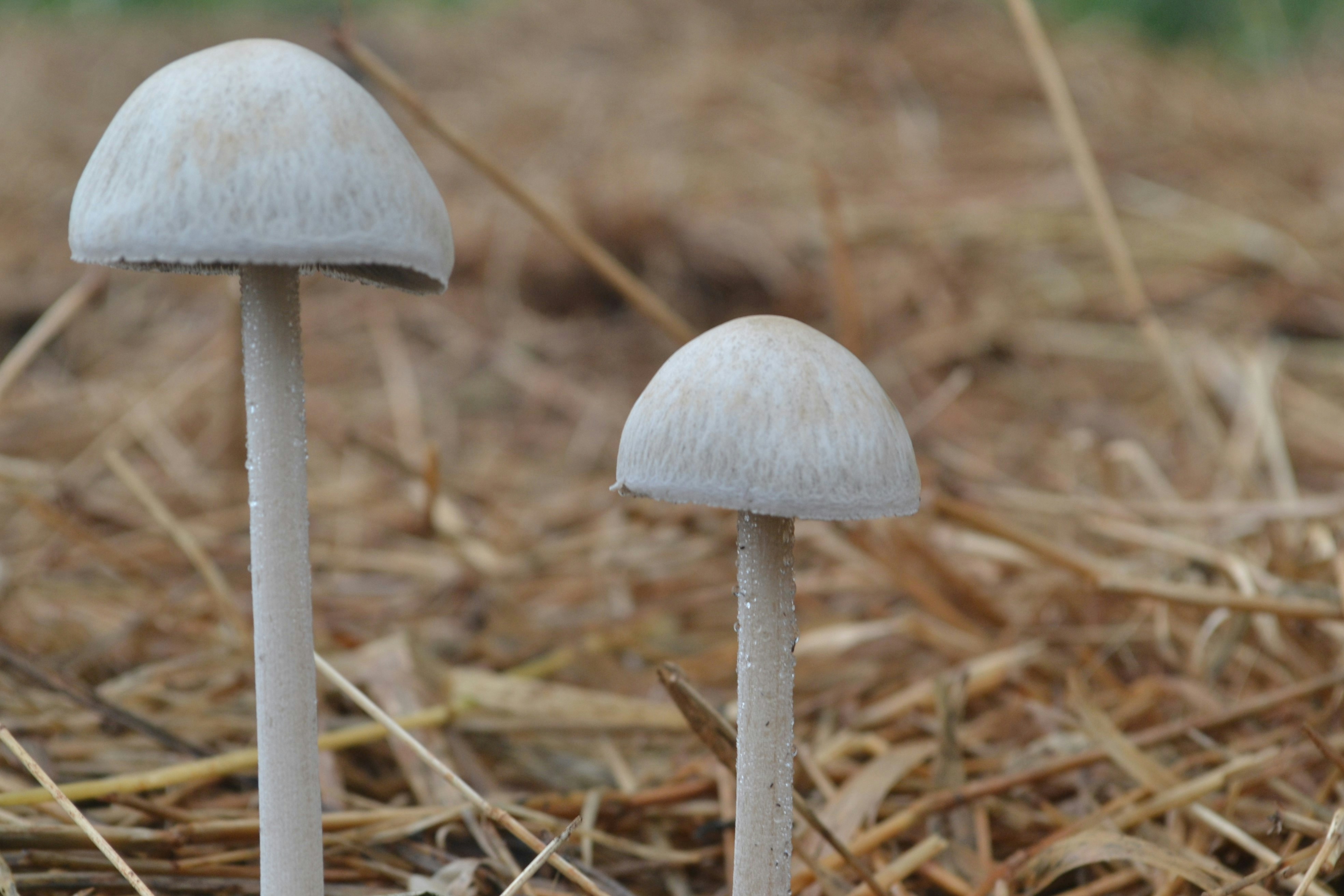 Photo of a pair of mushrooms.