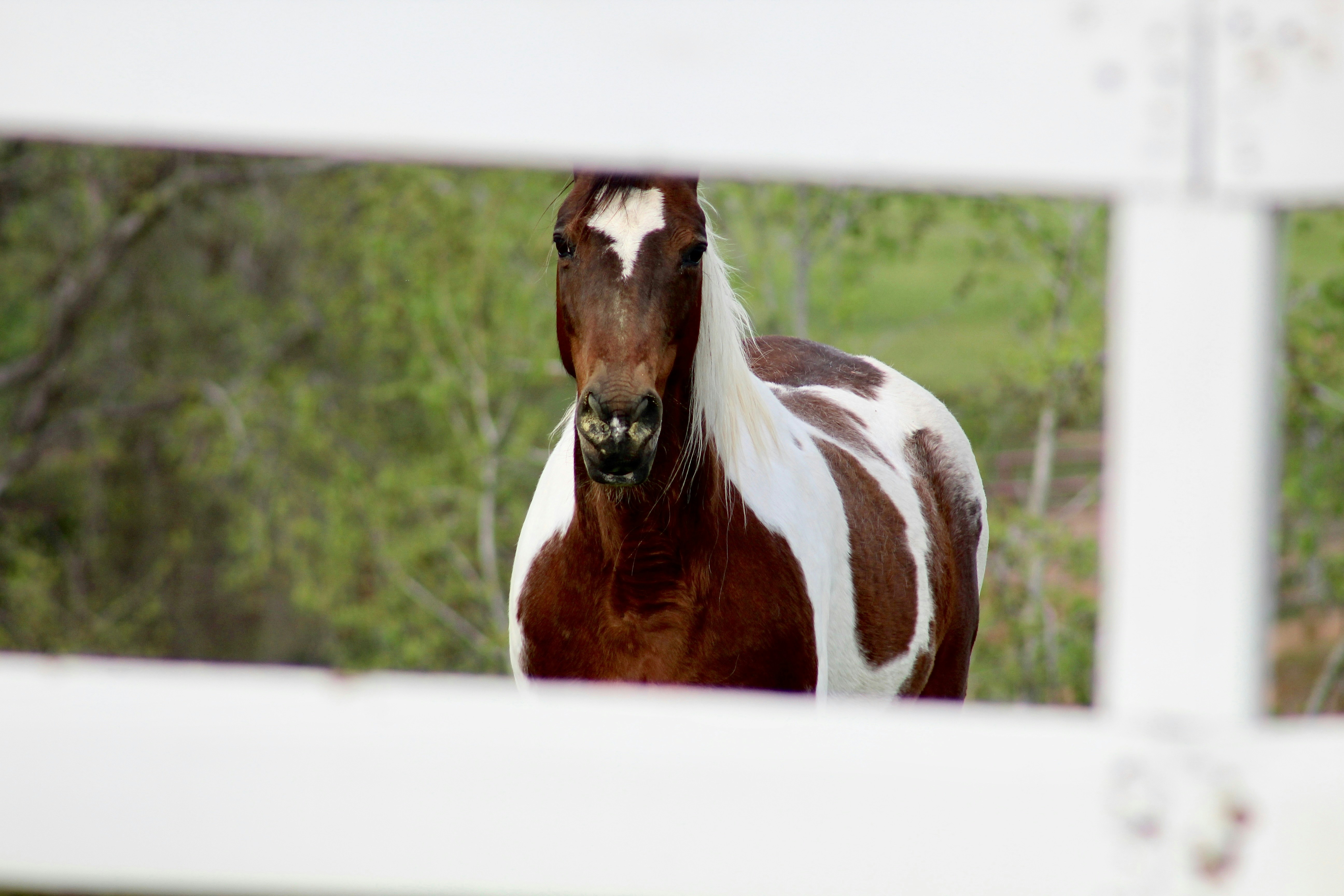 Through the White Rails: Portrait of a Paint Horse in the Pasture