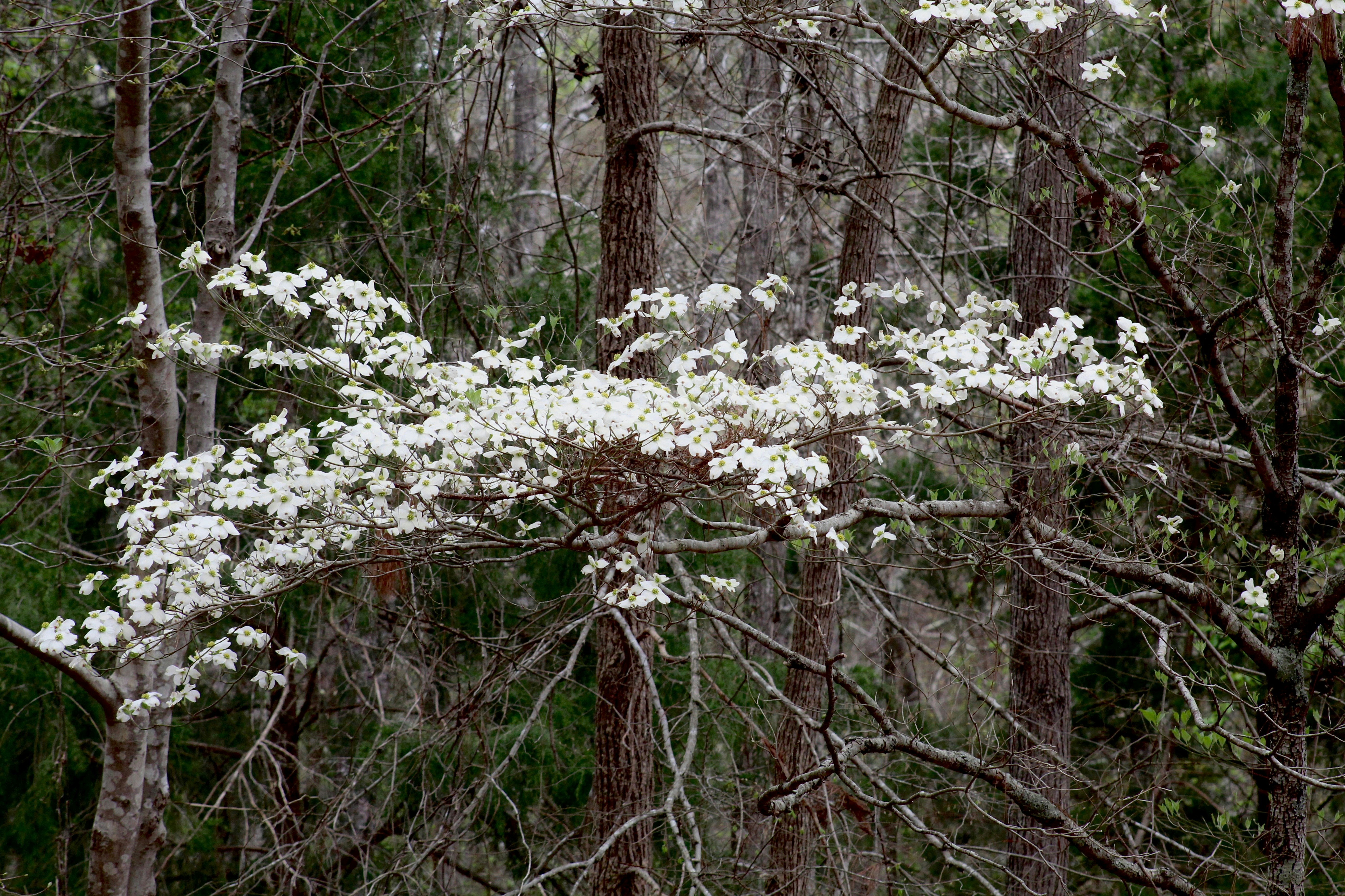 Arc of white blossoms threading a shadowed pine forest