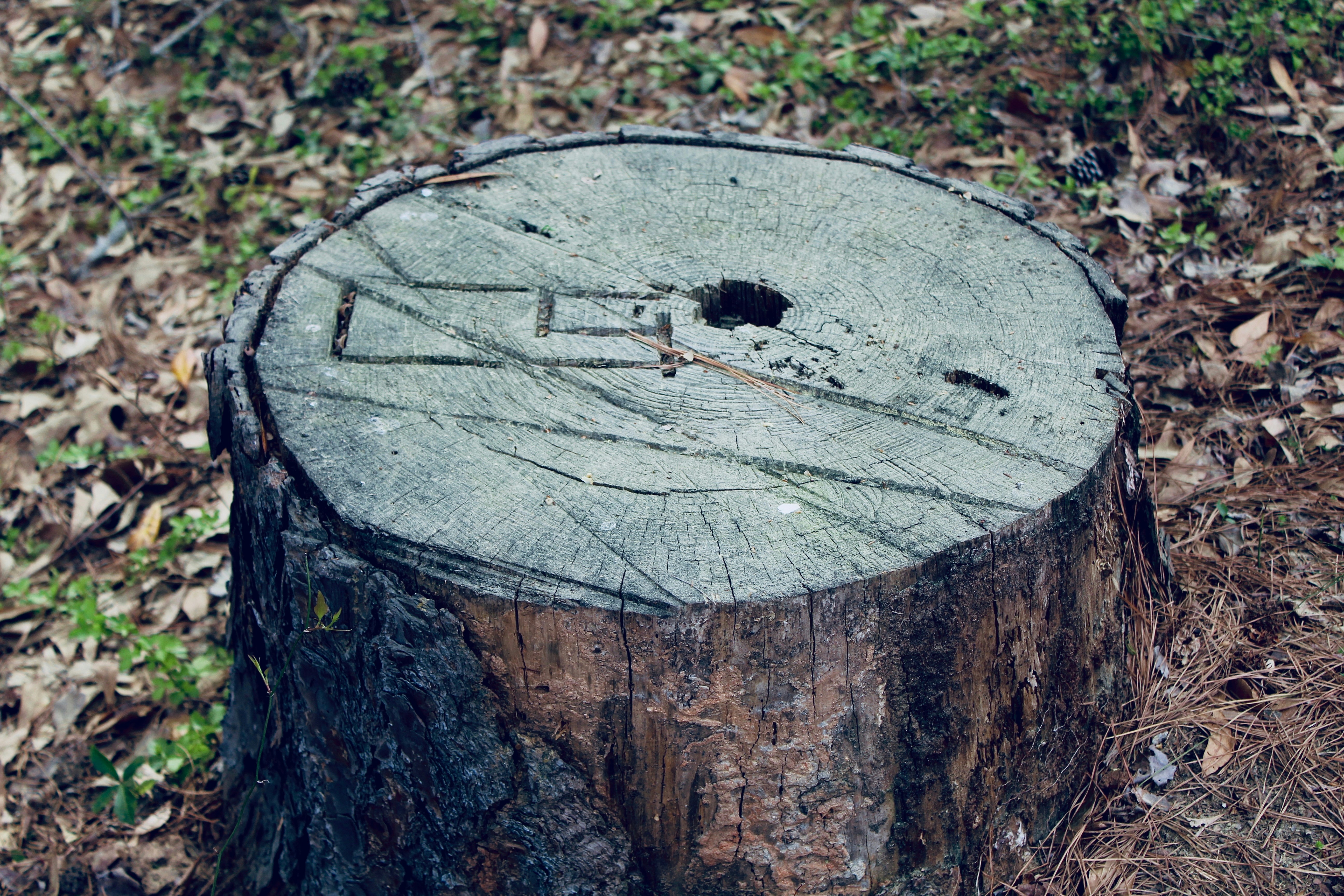 Weathered tree stump with visible growth rings and carvings, surrounded by fallen leaves in a natural setting.