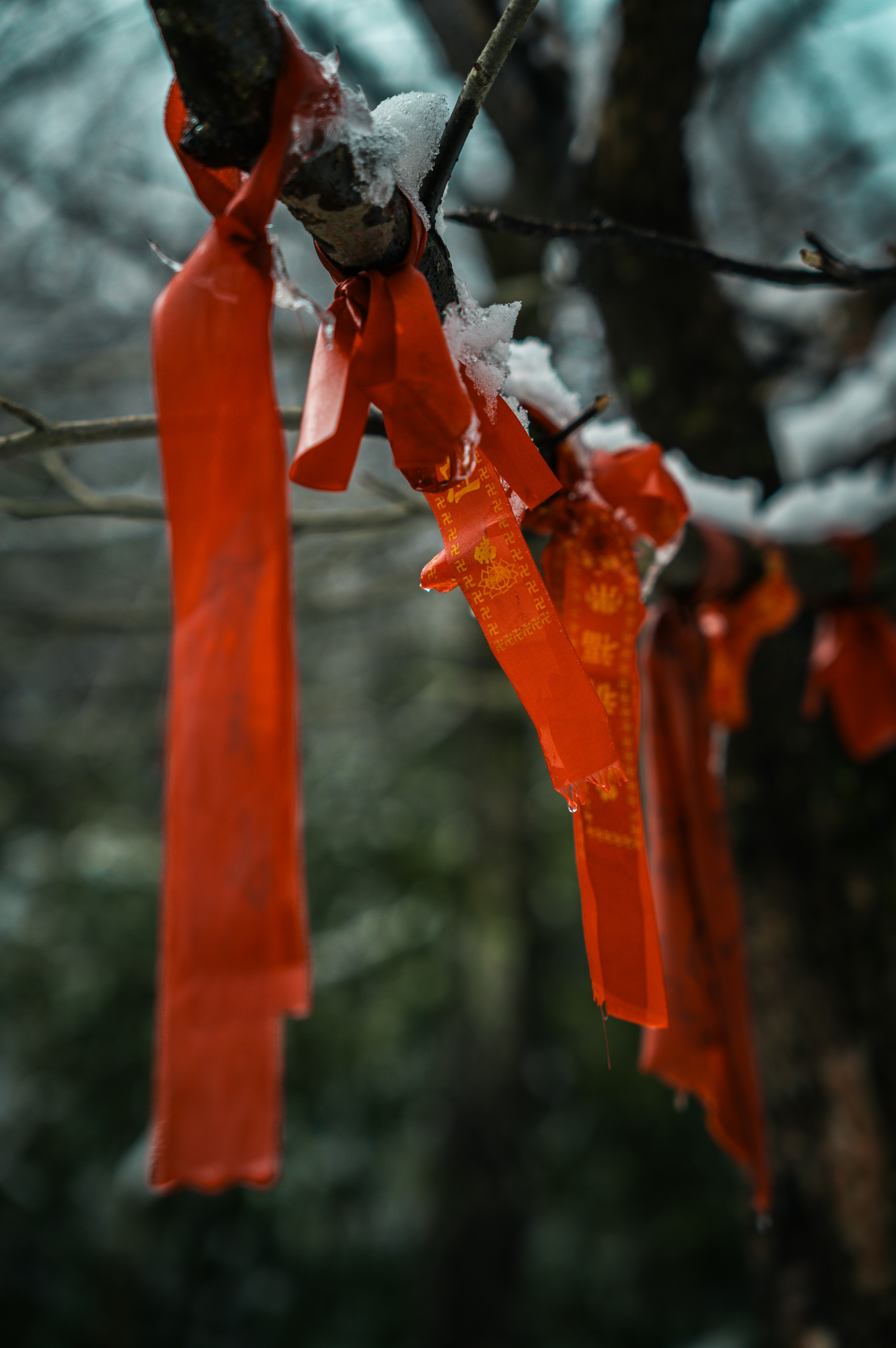 Red ribbons tied to a snow-dusted tree branch. photo – Free Travel ...