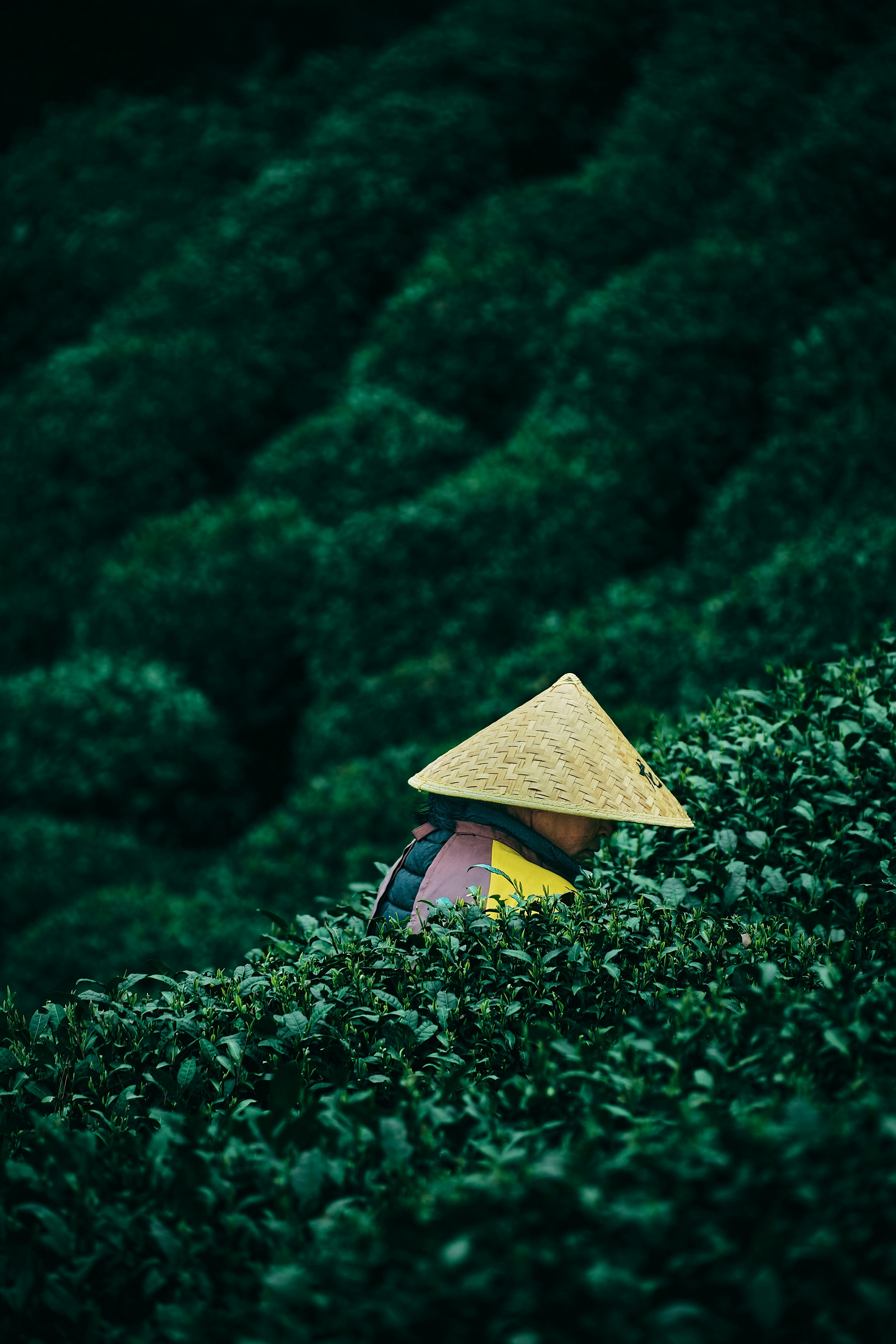 Conical-Hat Silhouette Among Emerald Tea Terraces