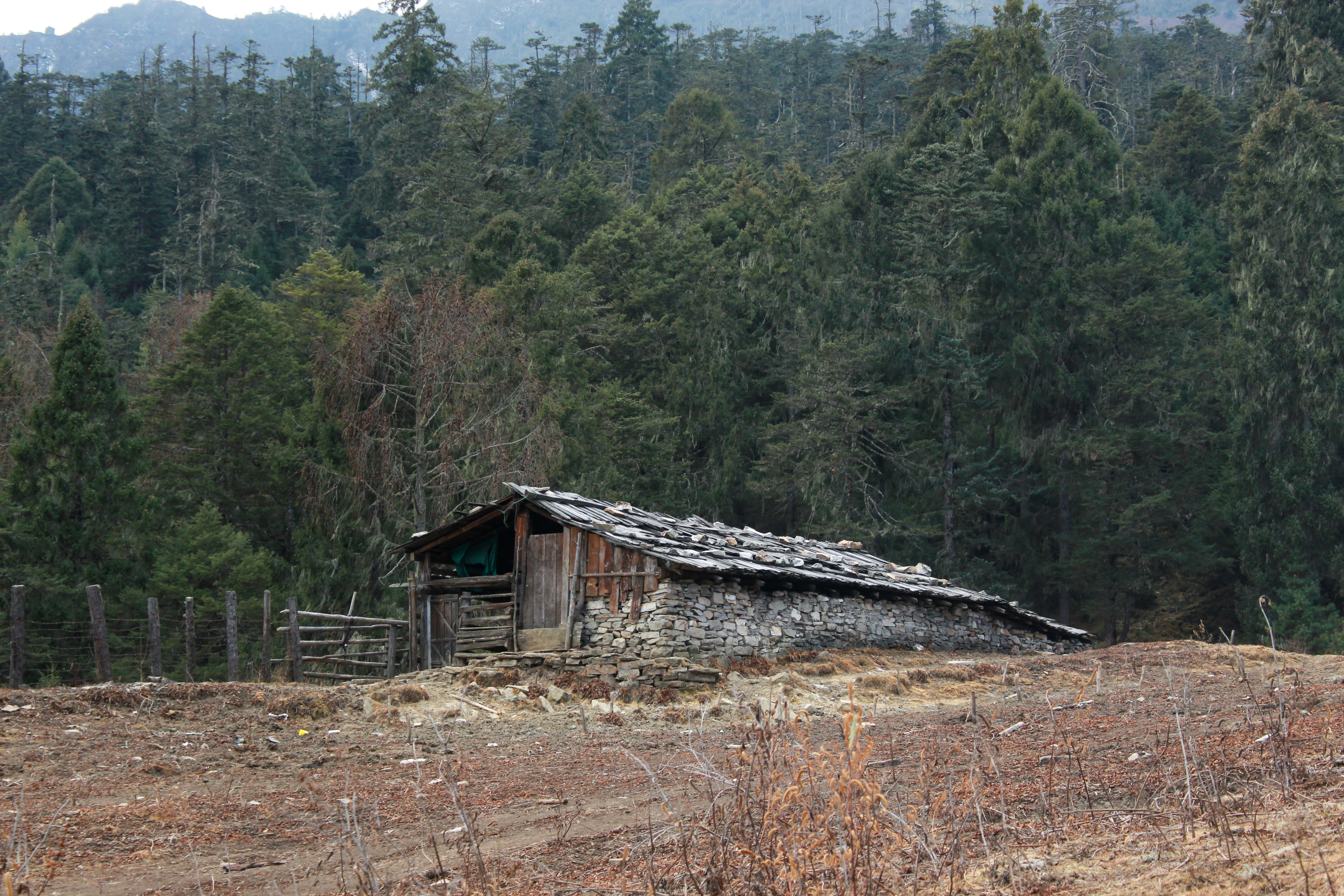 Wooden cabin nestled on a hillside surrounded by dense evergreen forest.