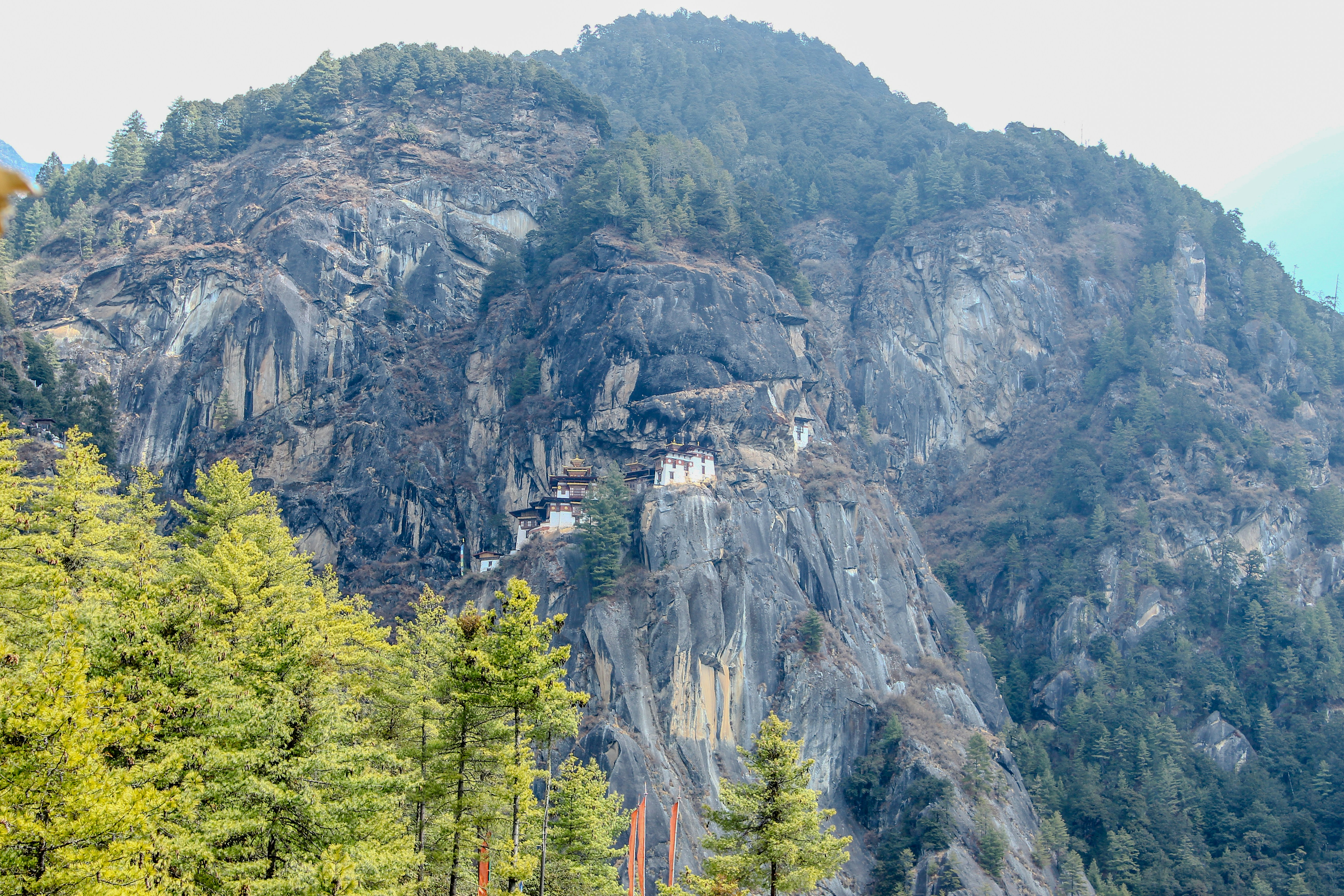 Stone Monoliths Half-Hidden by Pine-Dusted Cliff