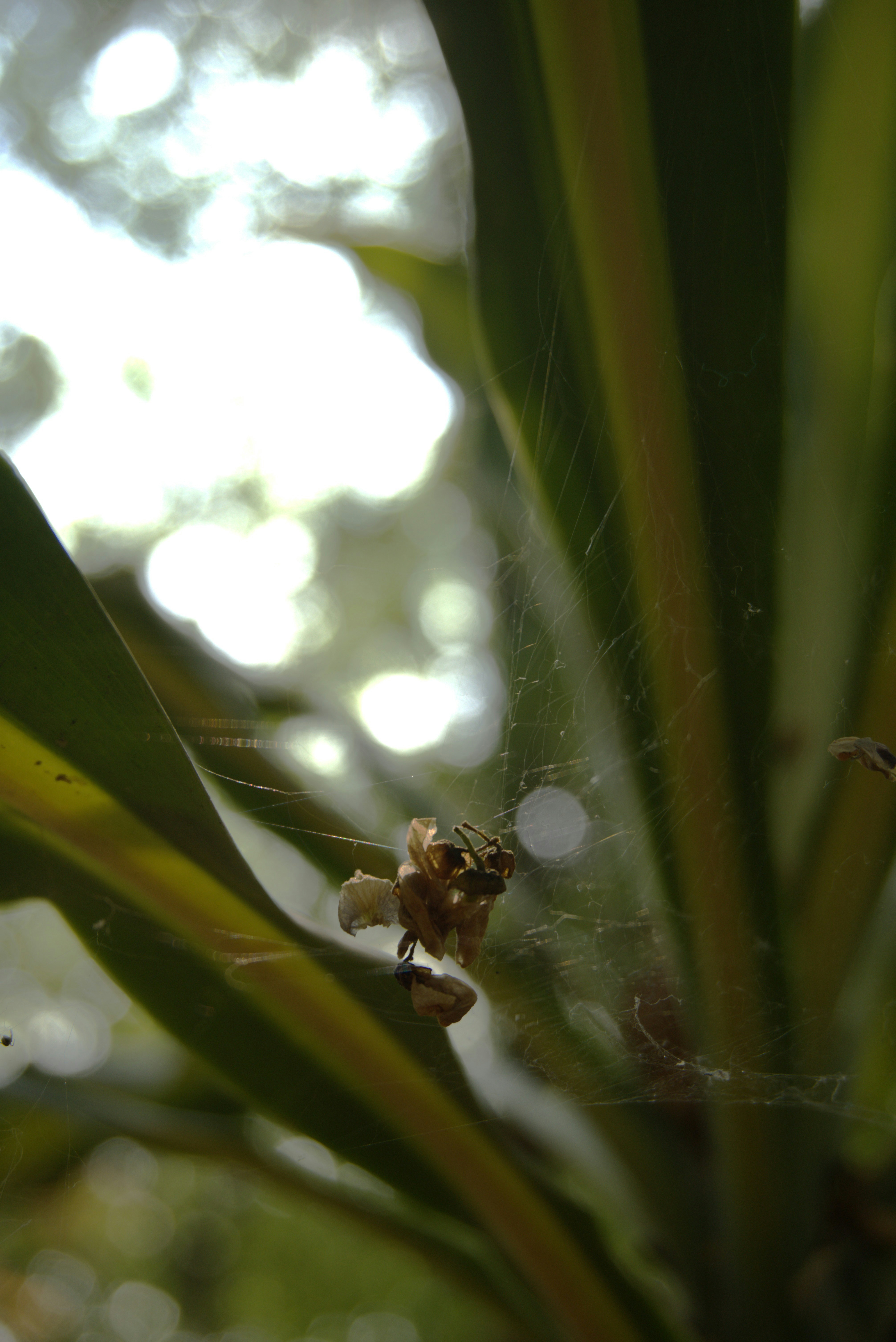 Anushree U (@agrianu_2005) | Unsplash 사진 커뮤니티