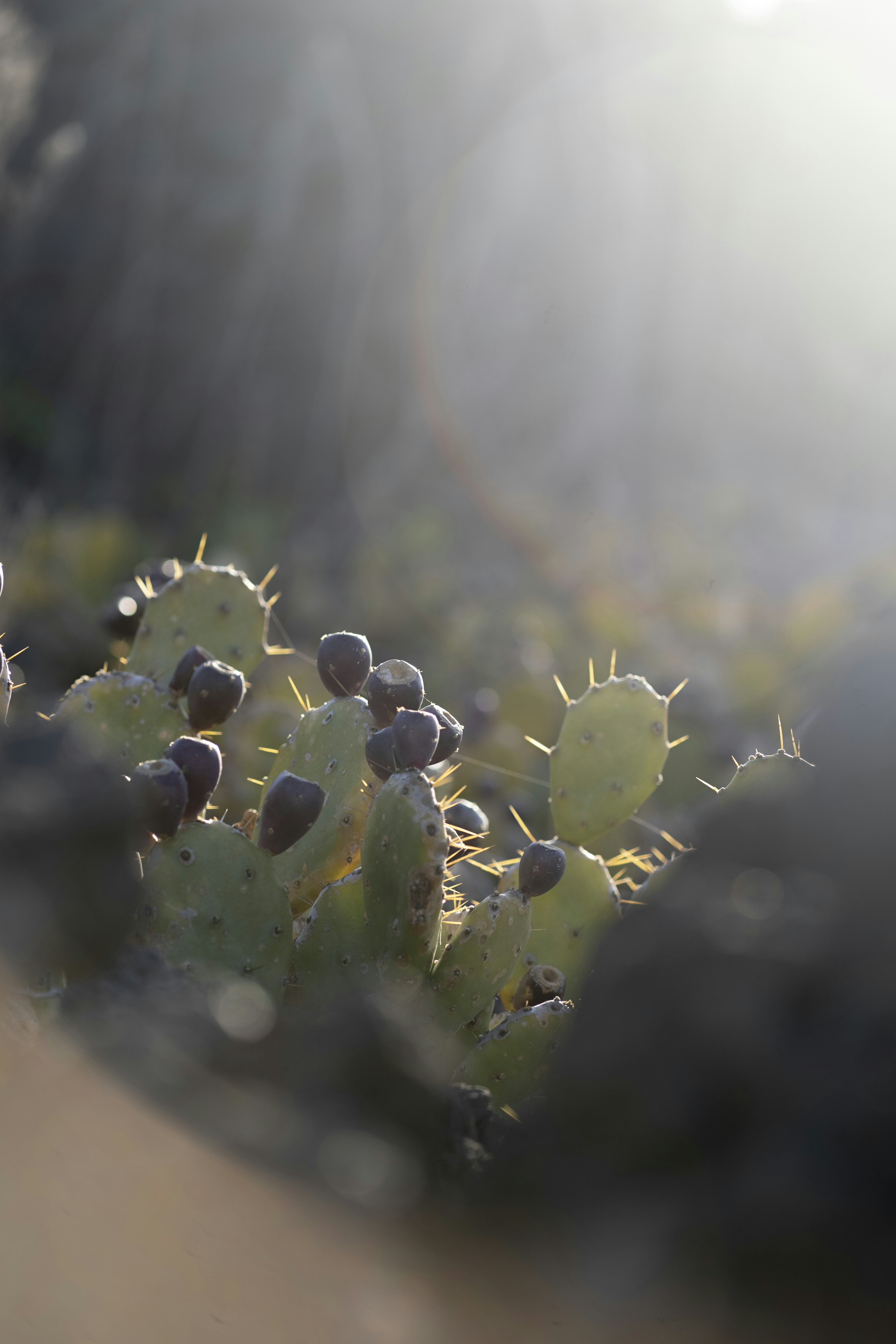 Golden Hour Prickly Pear: Backlit Berries in Quiet Desert Glow
