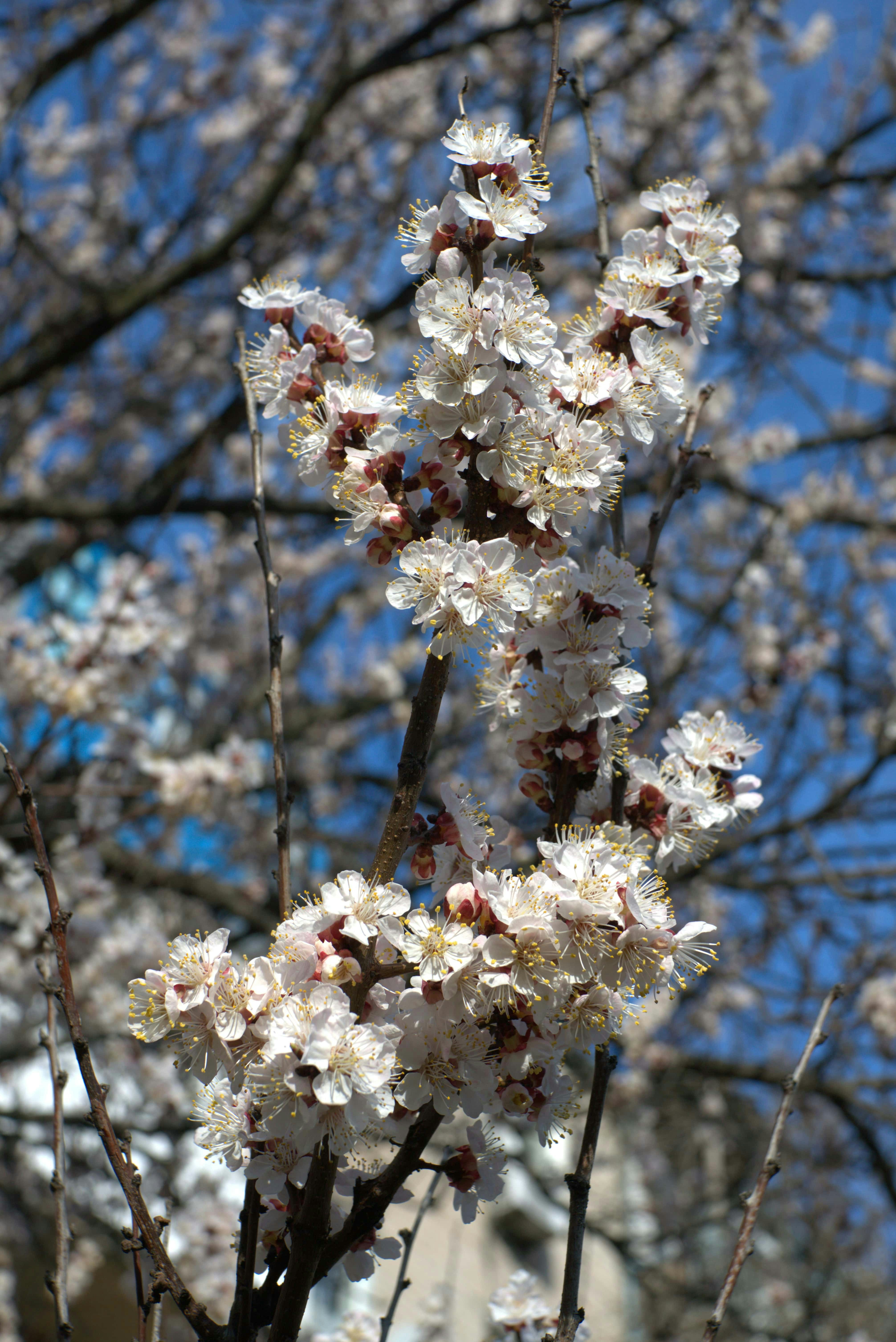Azure Sky, White Clusters: A Close-Up of Spring Bloom on Bare Branches
