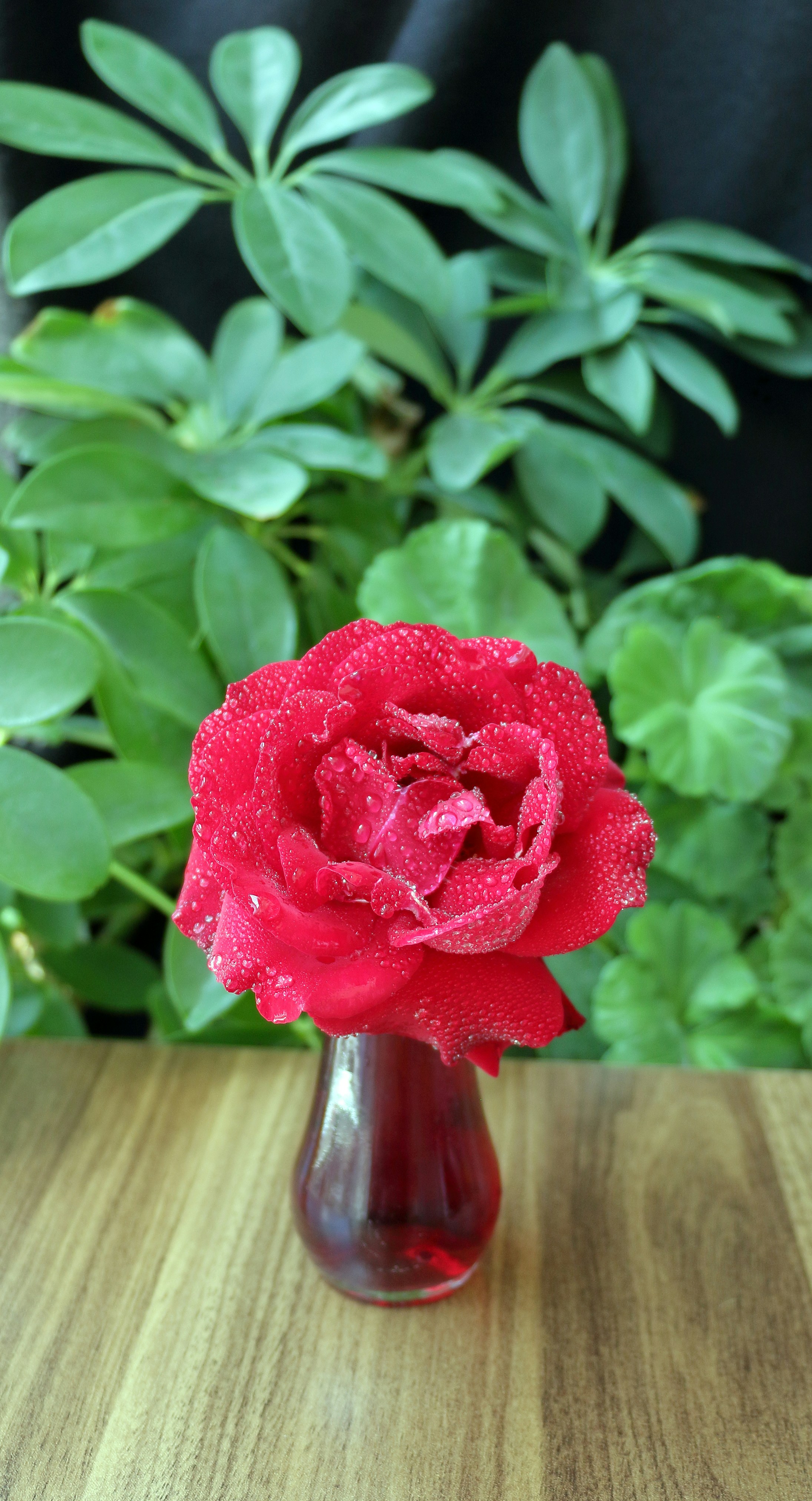 Crimson Rose in a Glass Vessel: Dew-kissed Petals Against Green Backdrop