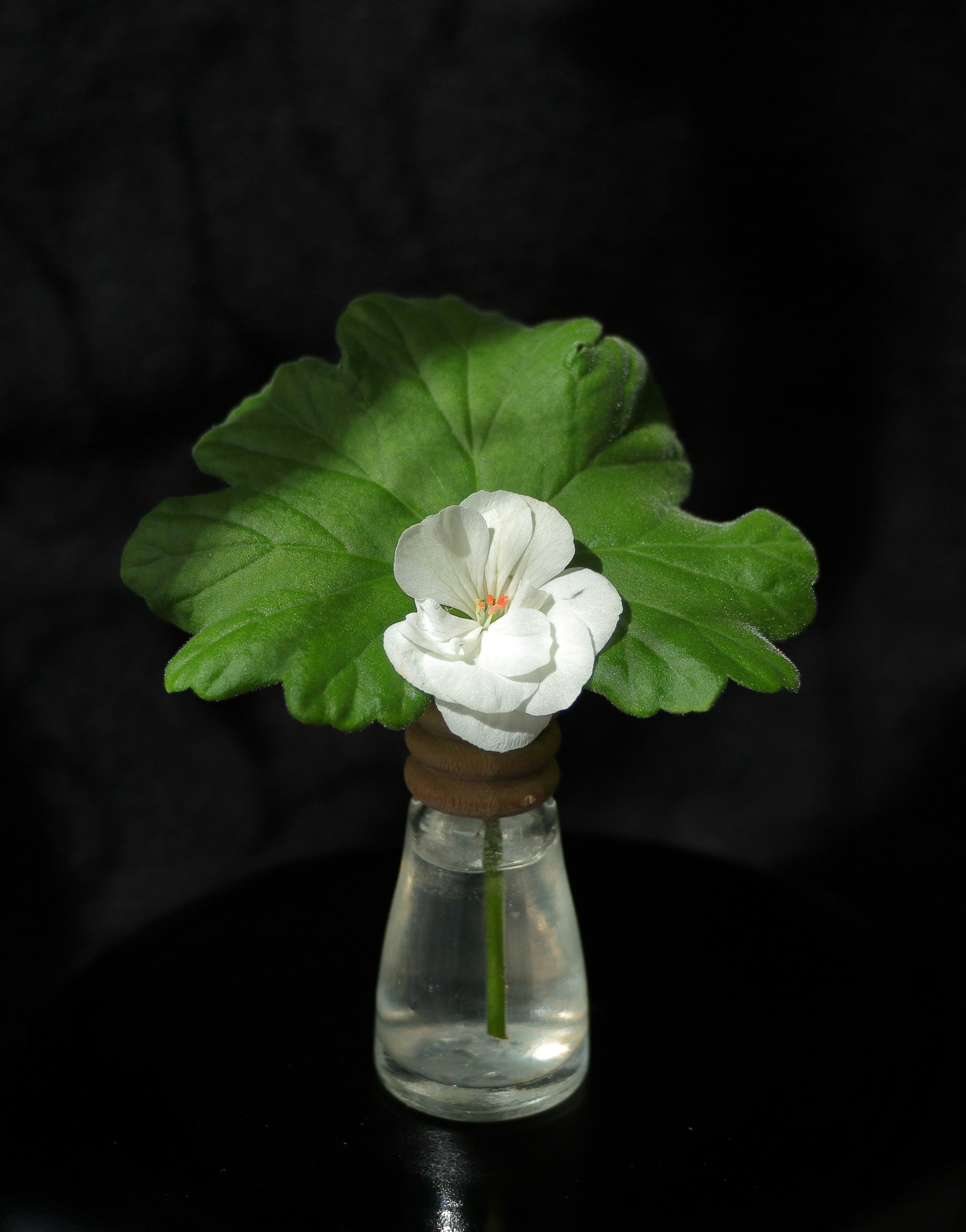 Una flor y una hoja blancas se encuentran en un pequeño jarrón. foto ...
