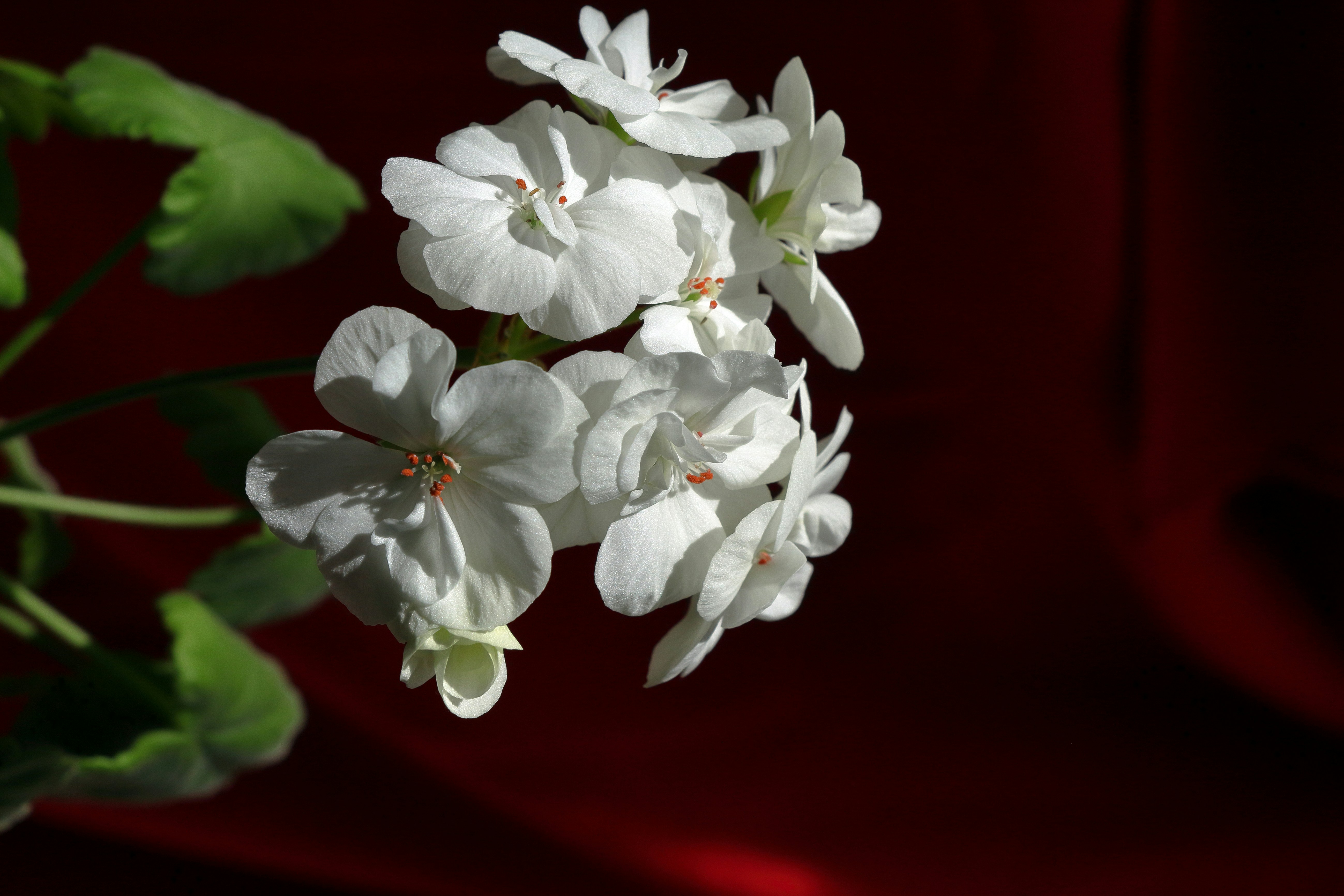 White Hydrangea Cluster Against Velvet Red Backdrop