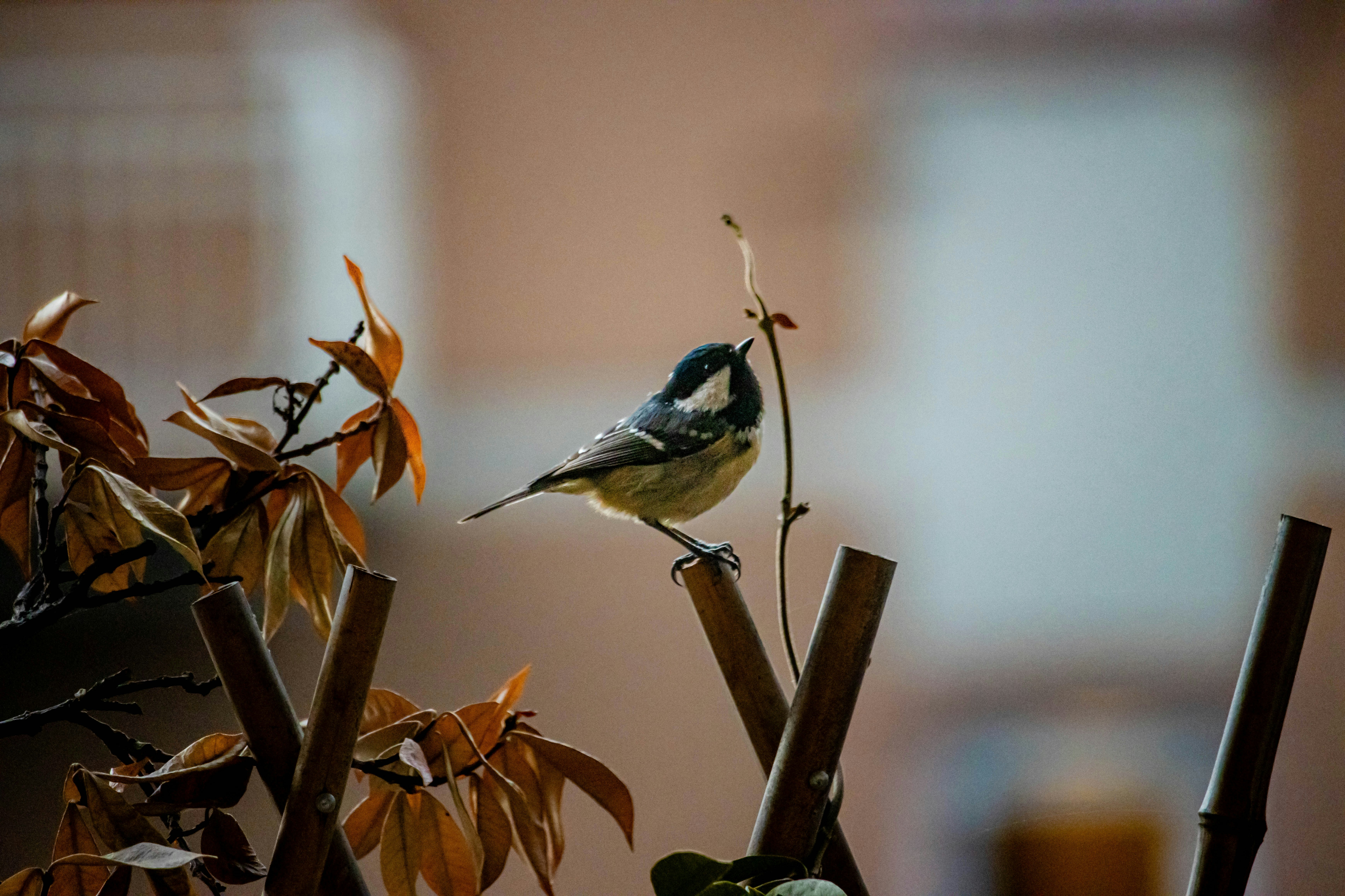 Autumn Perch: a blue tit on a slender stem amid withered leaves