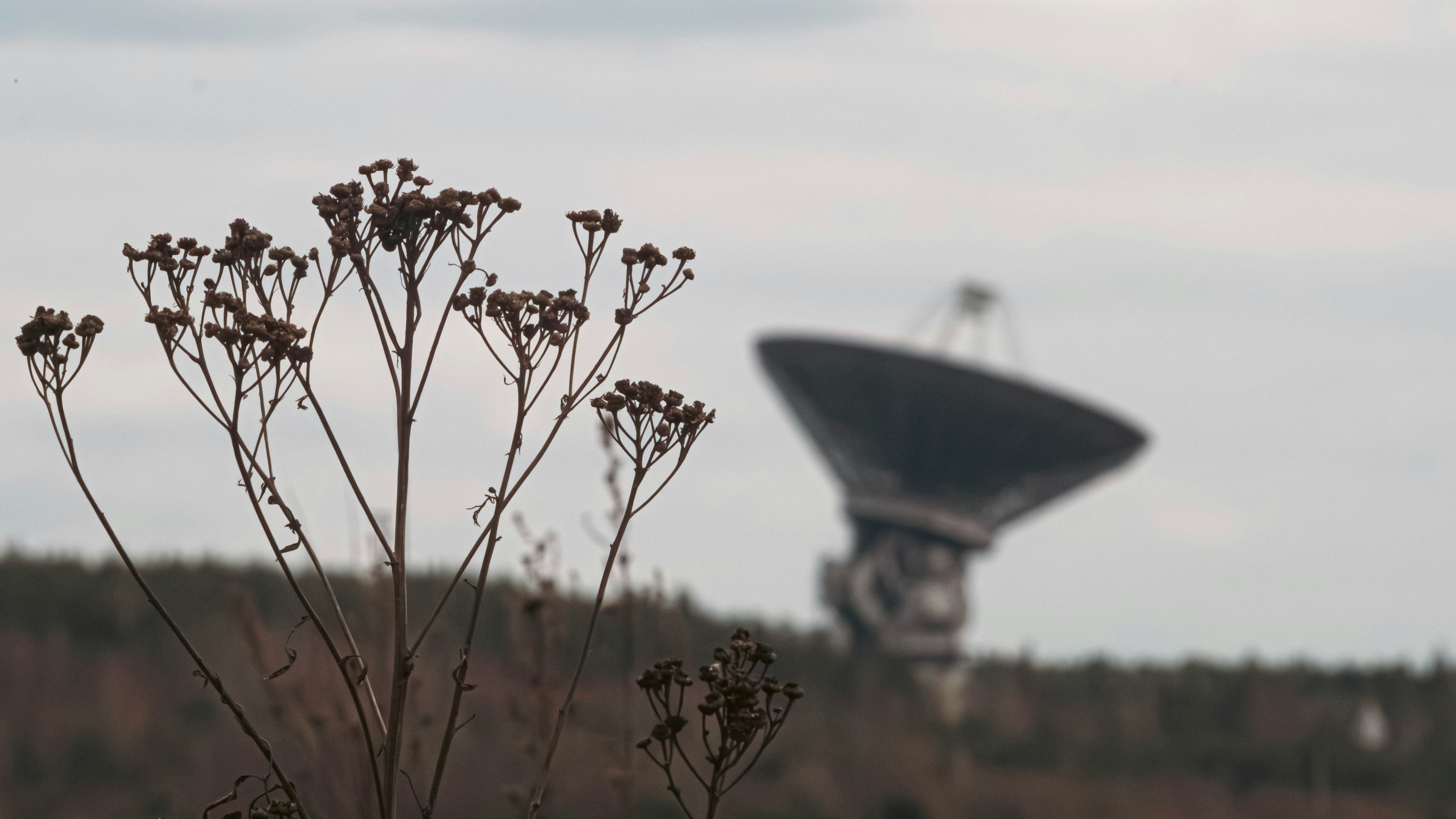 Dried plants frame a large satellite dish. photo – Free Radio telescope ...
