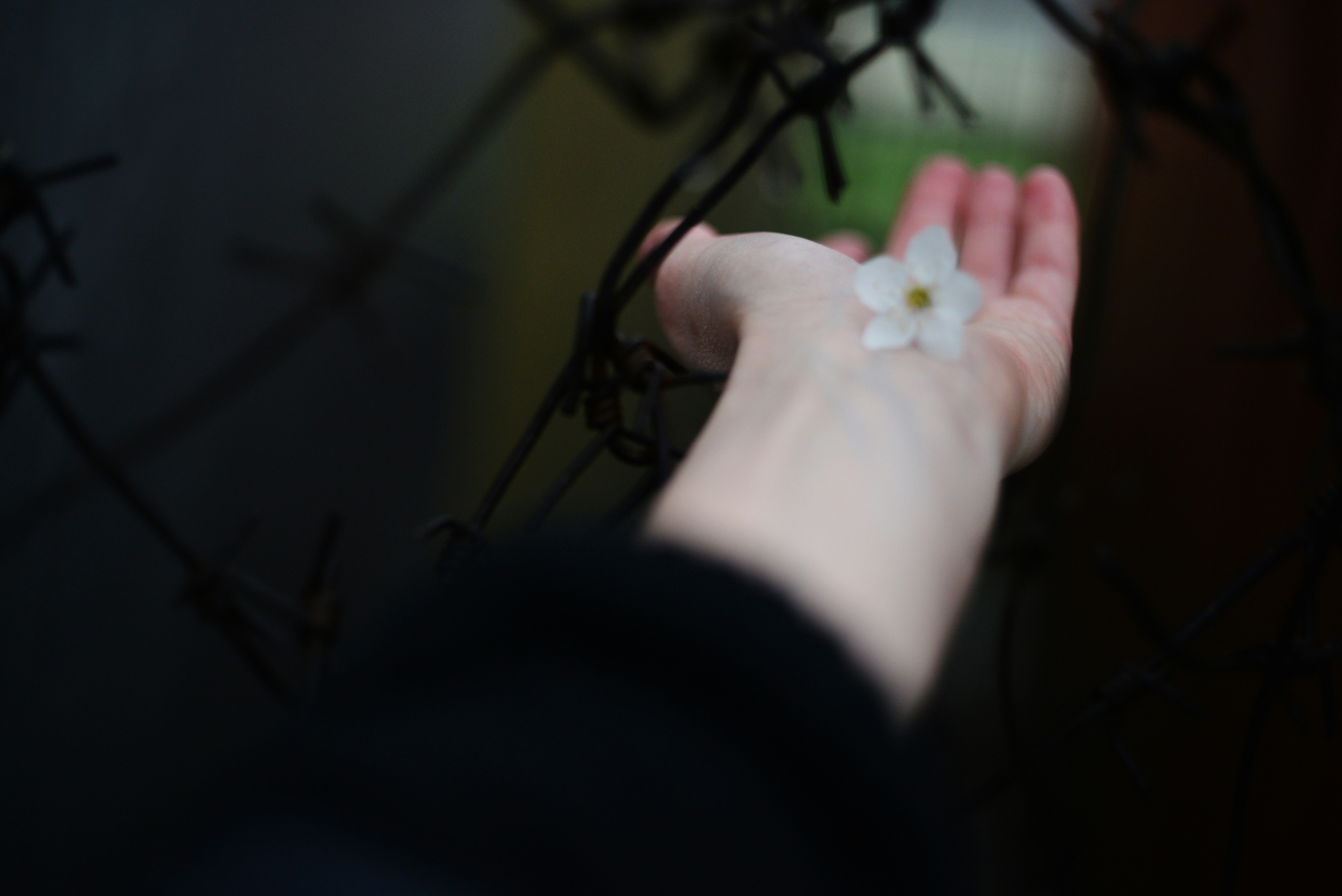 Through Barbed Veil: A Hand Presents a White Blossom