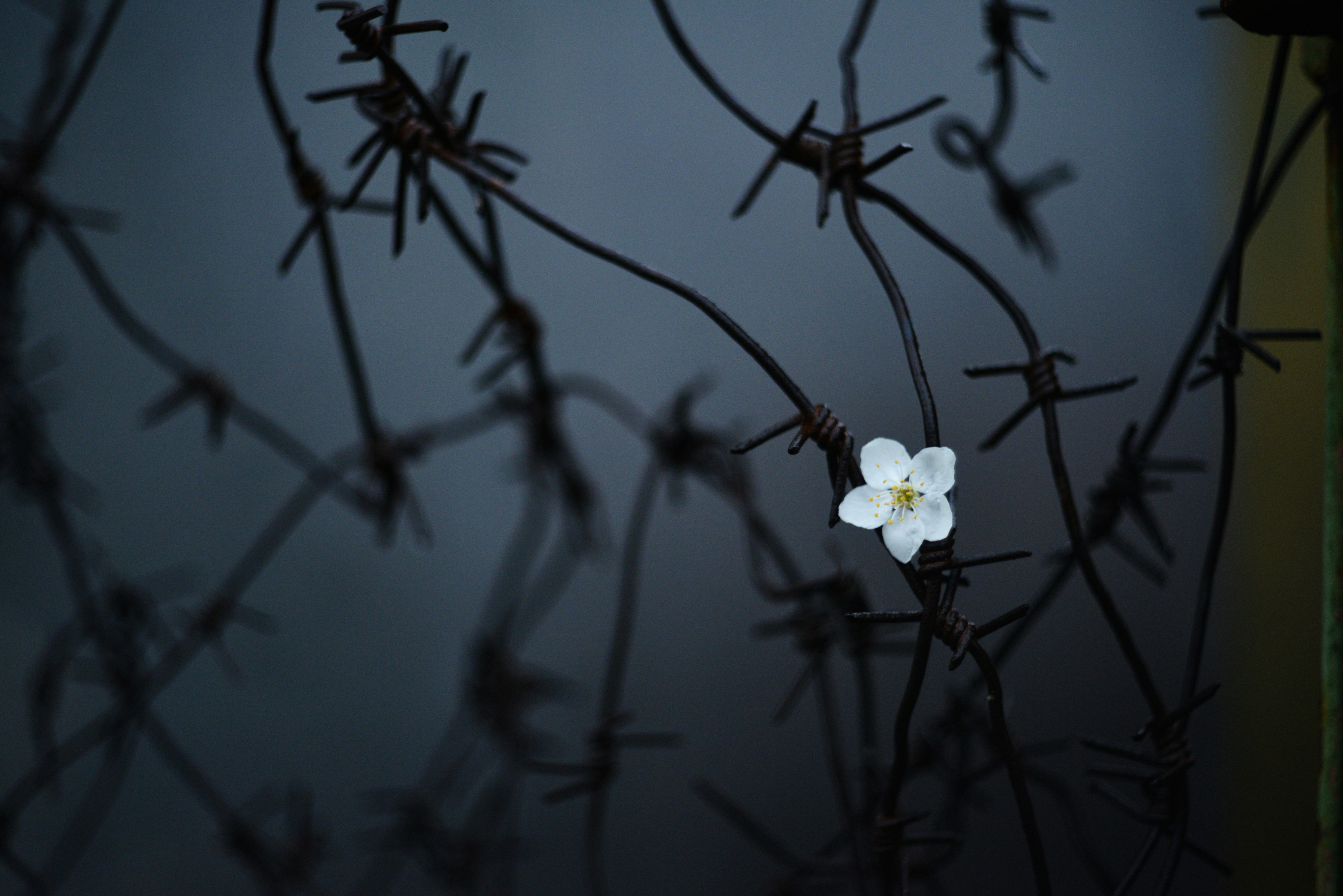 Single White Bloom on Tangle of Barbed Veil