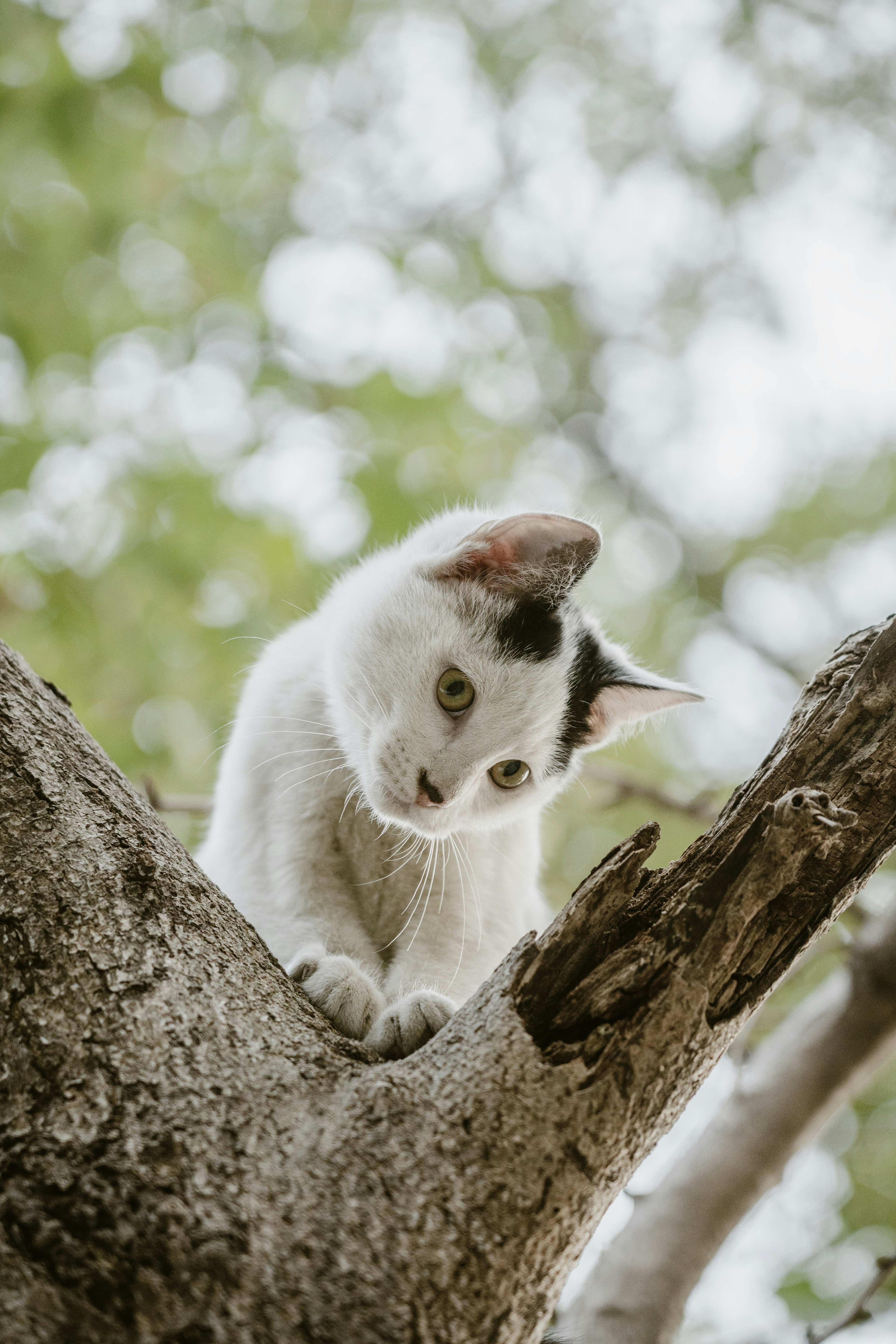 A white cat is perched up high in a tree. photo – Free Cat Image on ...