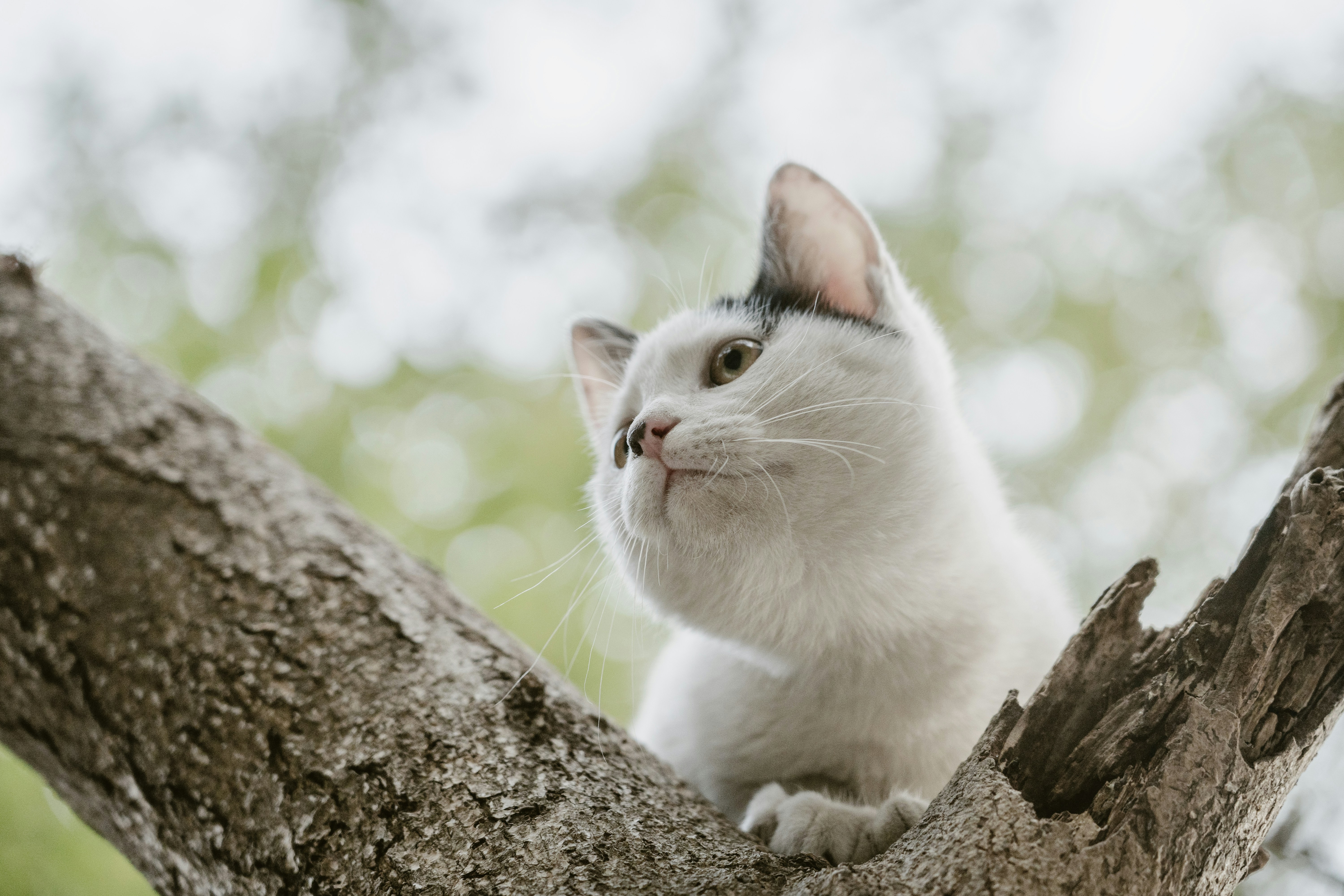 Un gato se sienta contento en un árbol. foto – Imagen de Gato gratuita ...