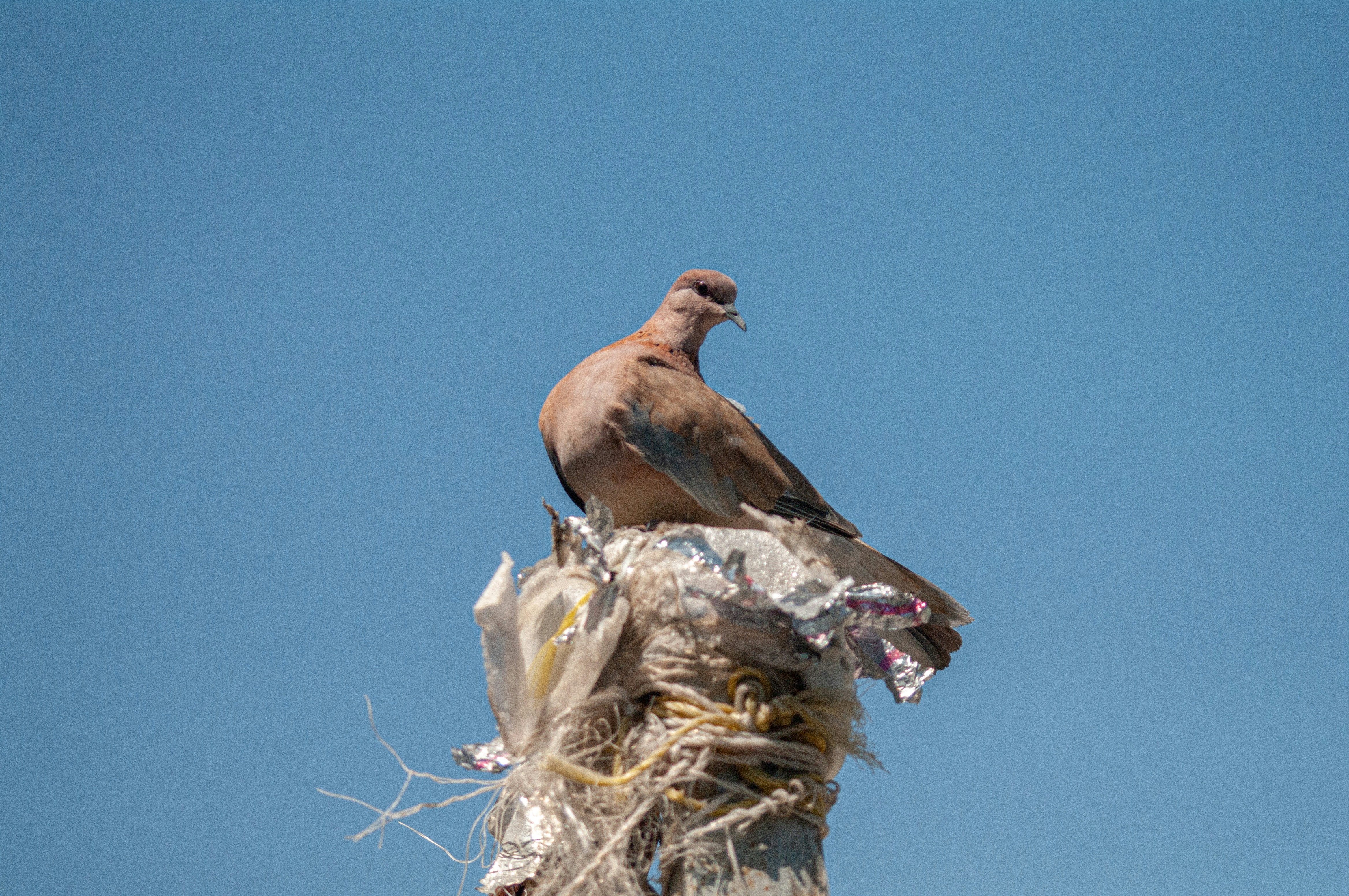 Peach-colored dove perched on a frayed nest atop a weathered post against a clear blue sky.
