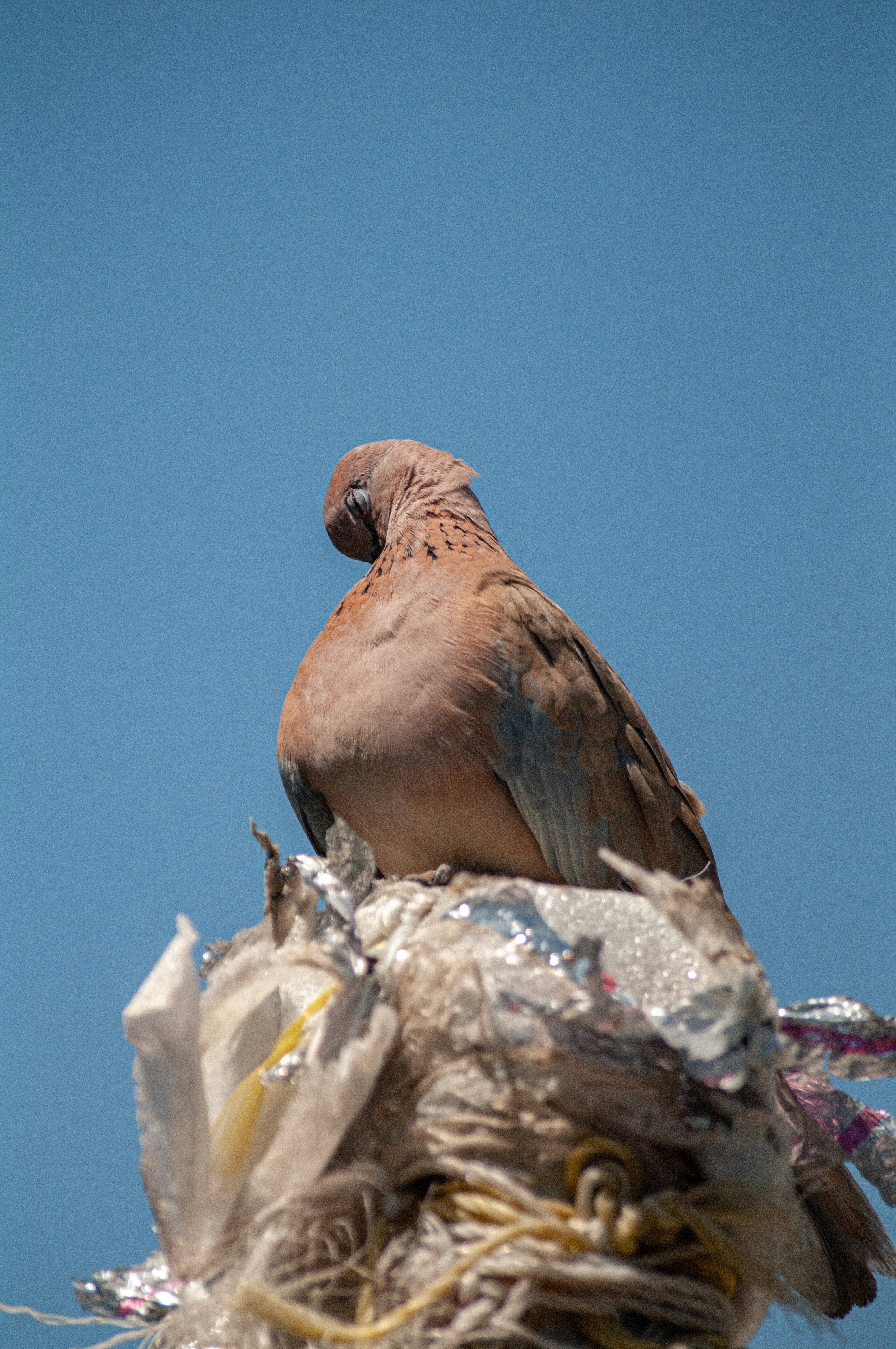 Brown pigeon perched atop a ragged pile of trash against a clear blue sky. A candid wildlife photograph capturing urban scavenging behavior.