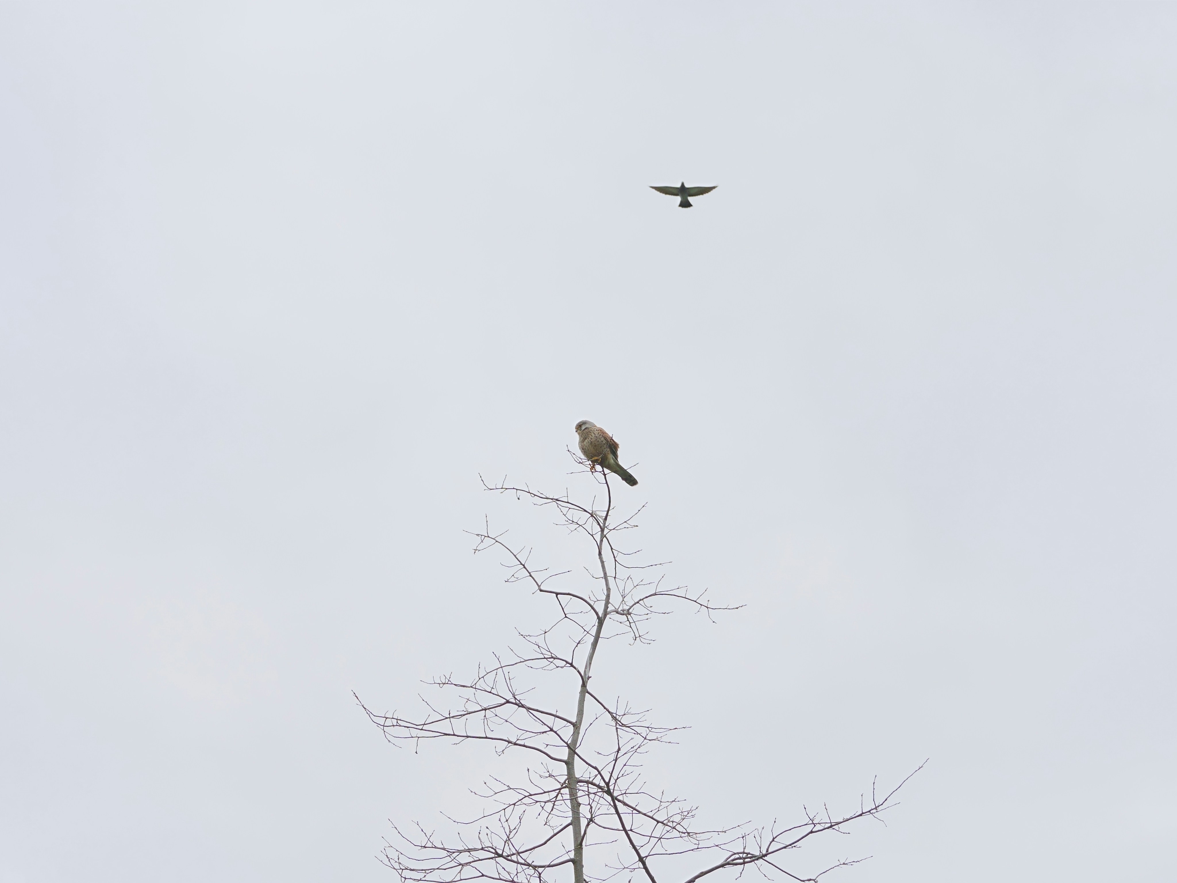 A bird perches on a tree as another flies. photo – Free Animal Image on ...