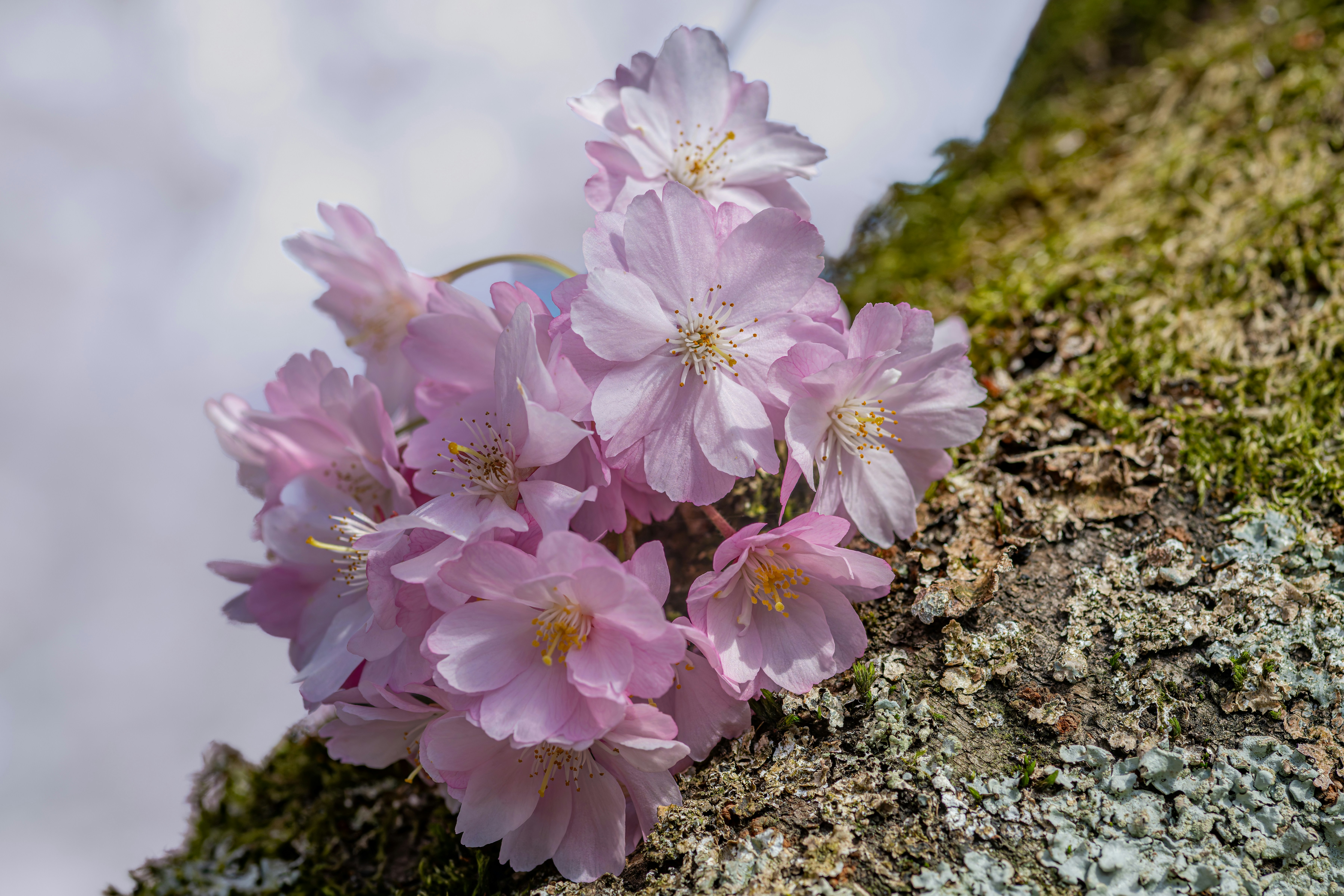 Bloom on Weathered Bark: Pink Cherry Blossoms in Quiet Light
