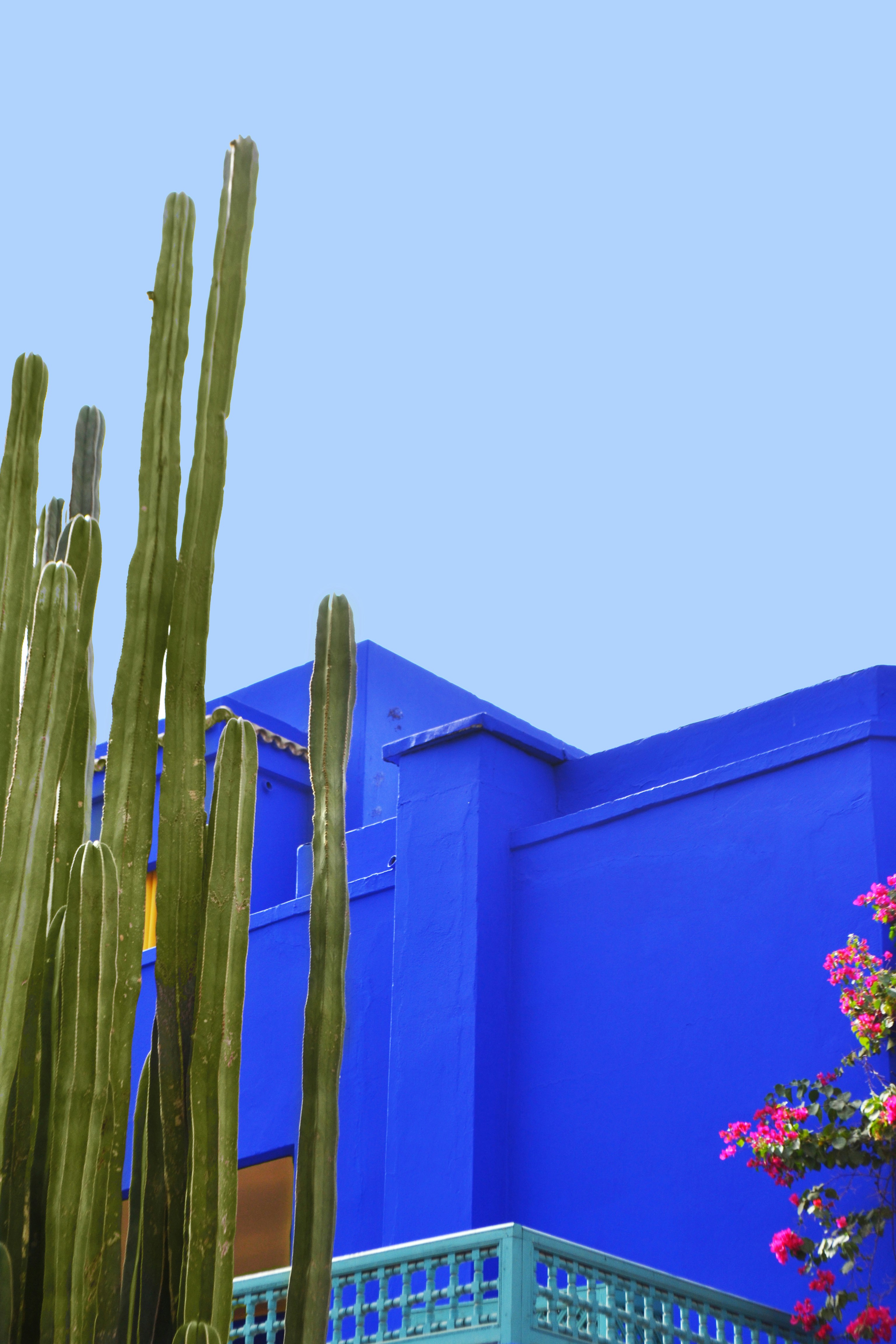 Cactus and the Bold Blue House. A striking blue building stands behind a cluster of tall green cacti, creating a bold architectural contrast under a pale sky.