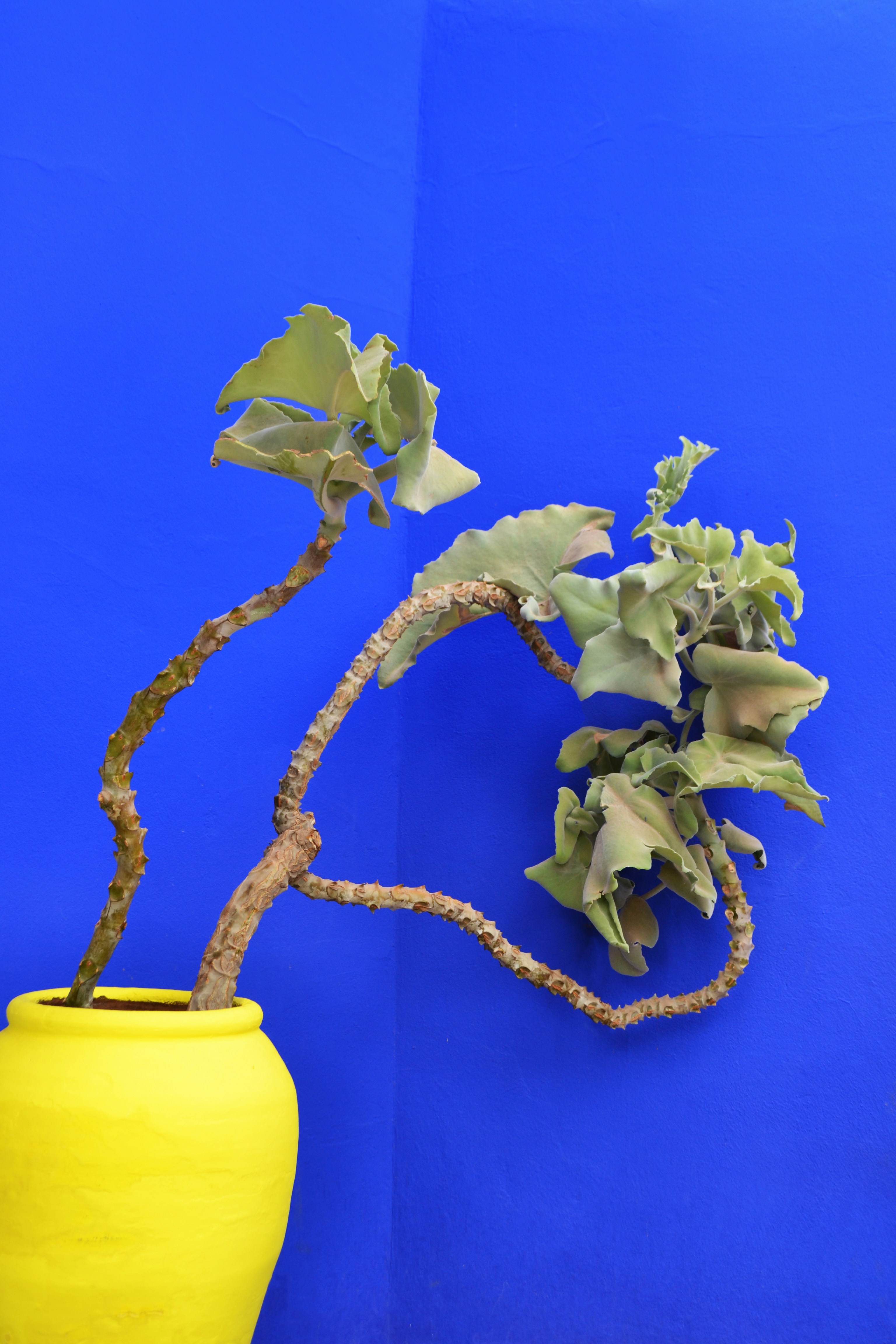 Twisted Elegance: Nature's Sculptural Dance