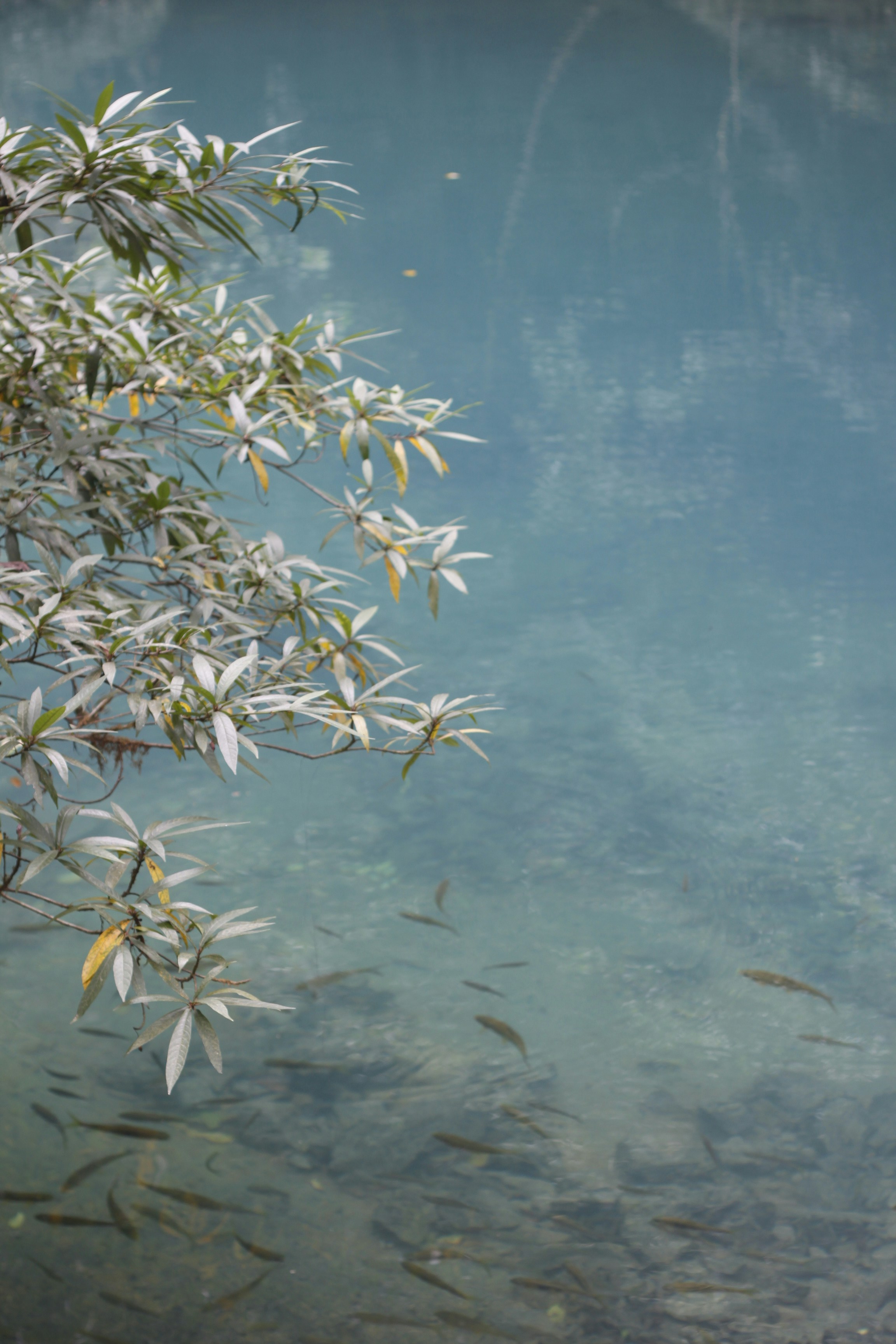 Serenity Beneath the Willow