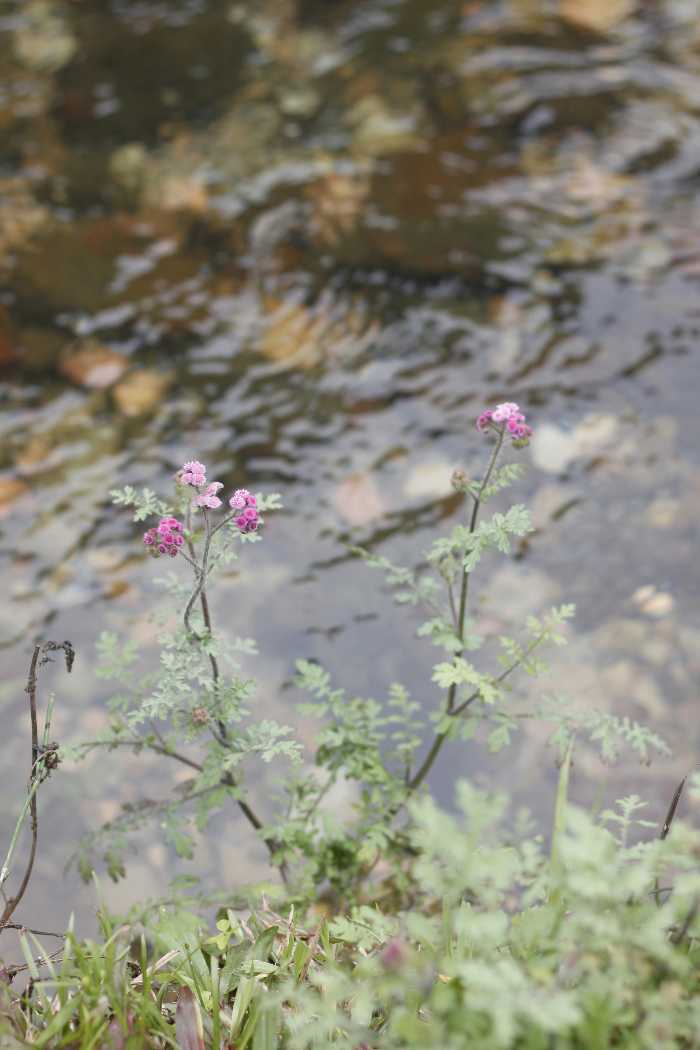 Pink Blooms Framing a Quiet River in Soft Focus