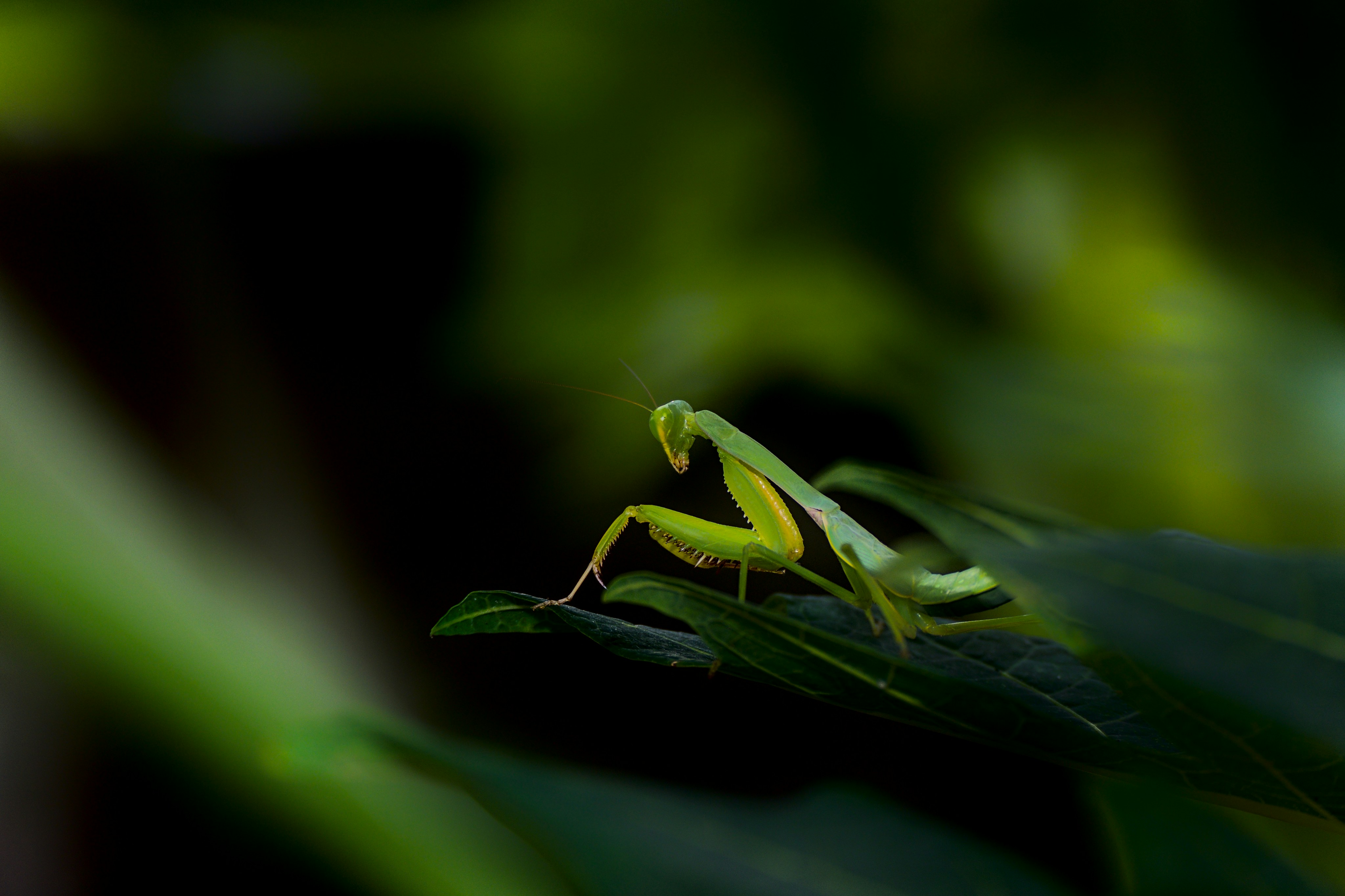 A green mantis perched on a leaf, blending seamlessly with its surroundings while displaying intricate details of its body. 