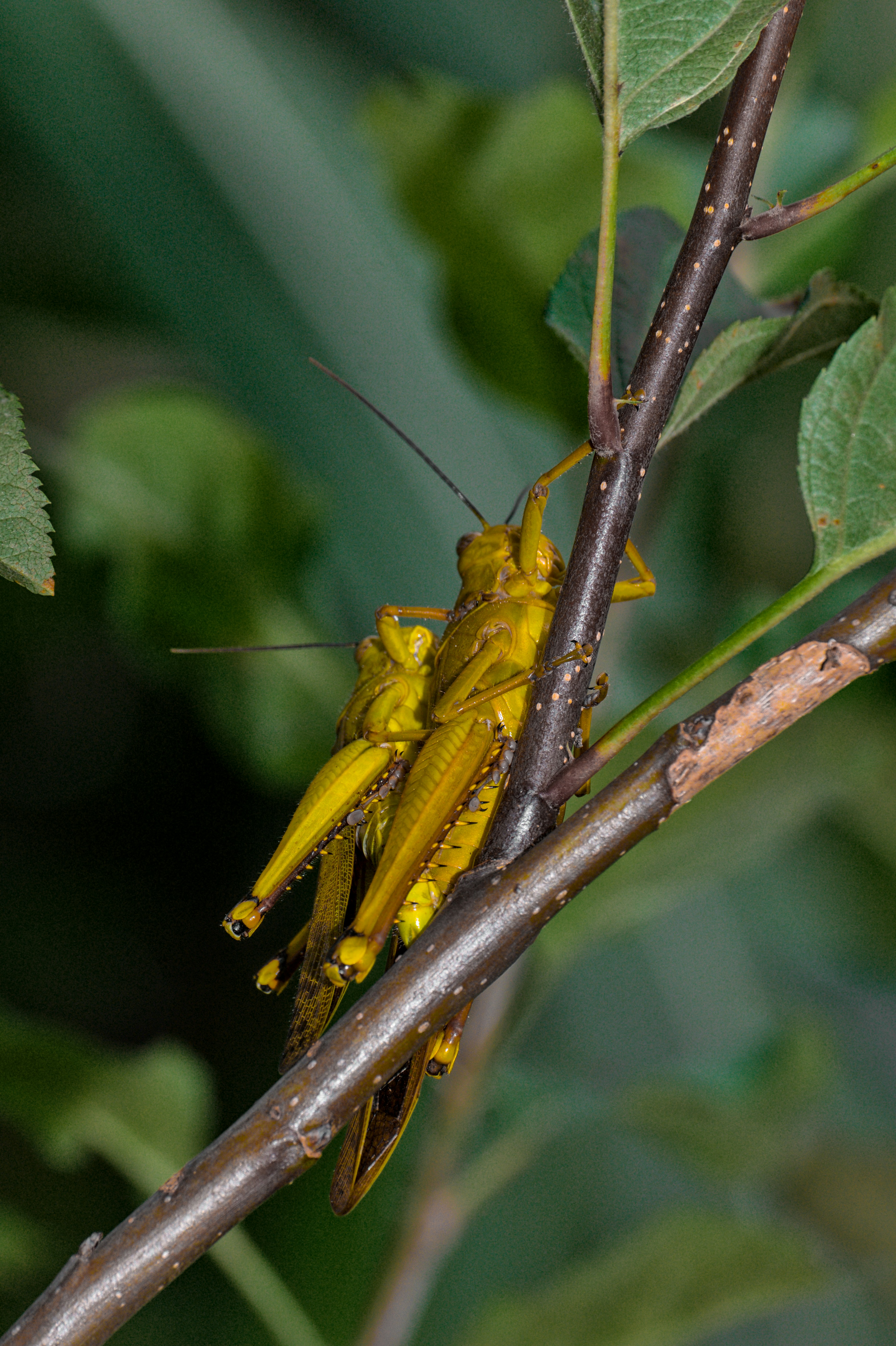 Golden Harmony: The Dance of Yellow Grasshoppers