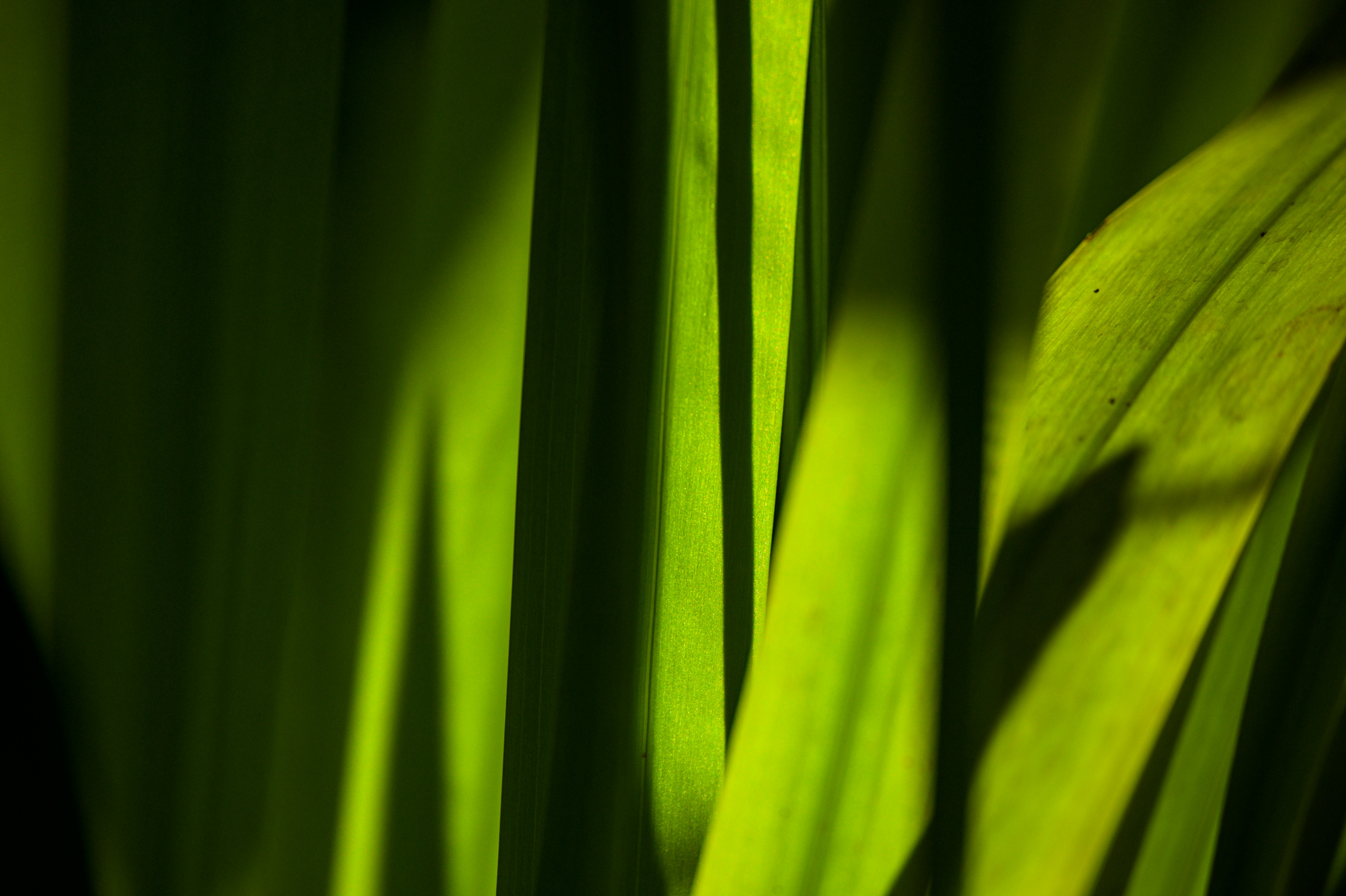 Imágenes de Fondos Verdes | Descarga imágenes gratuitas en Unsplash