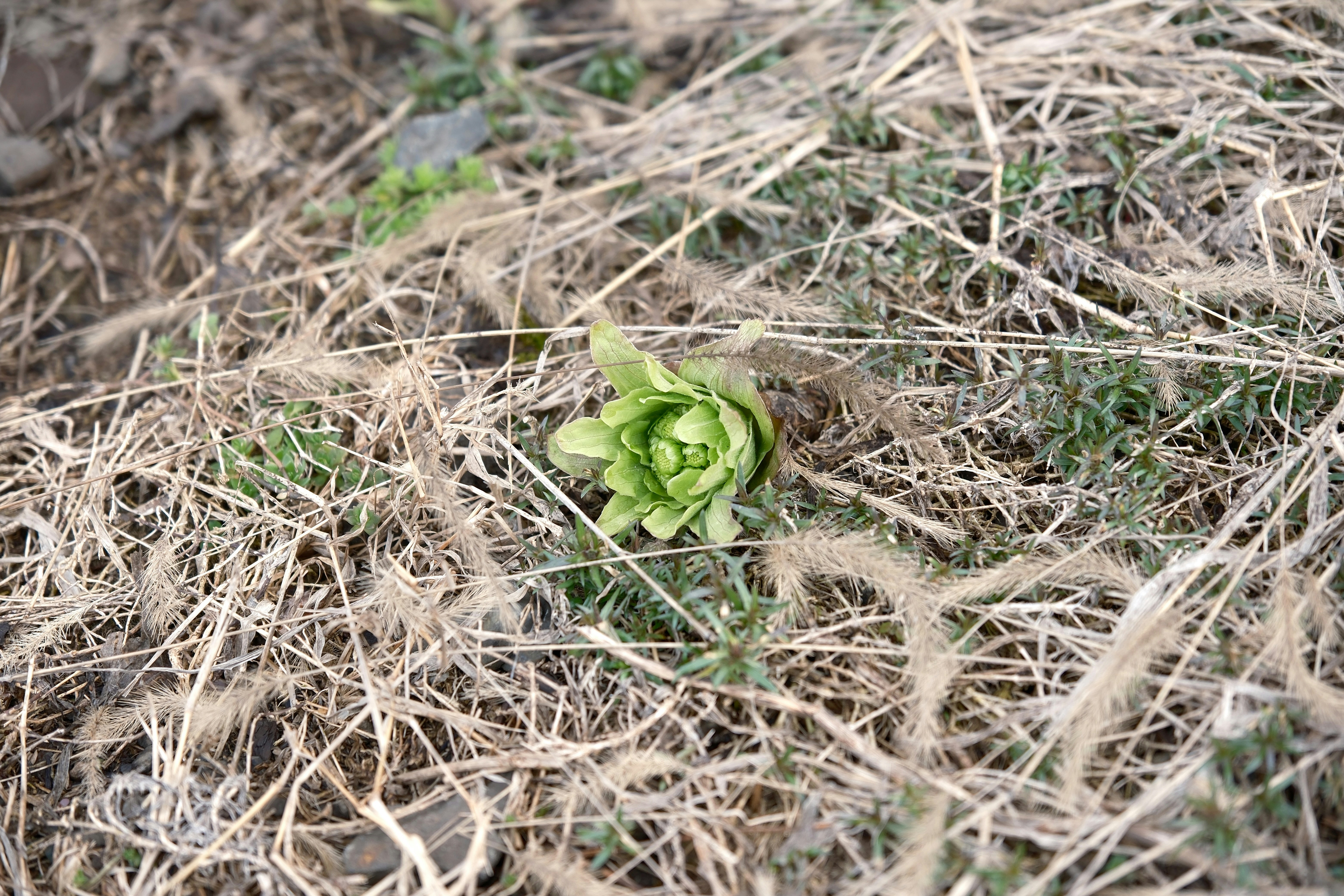 Sample photo from Fujifilm X-H2S