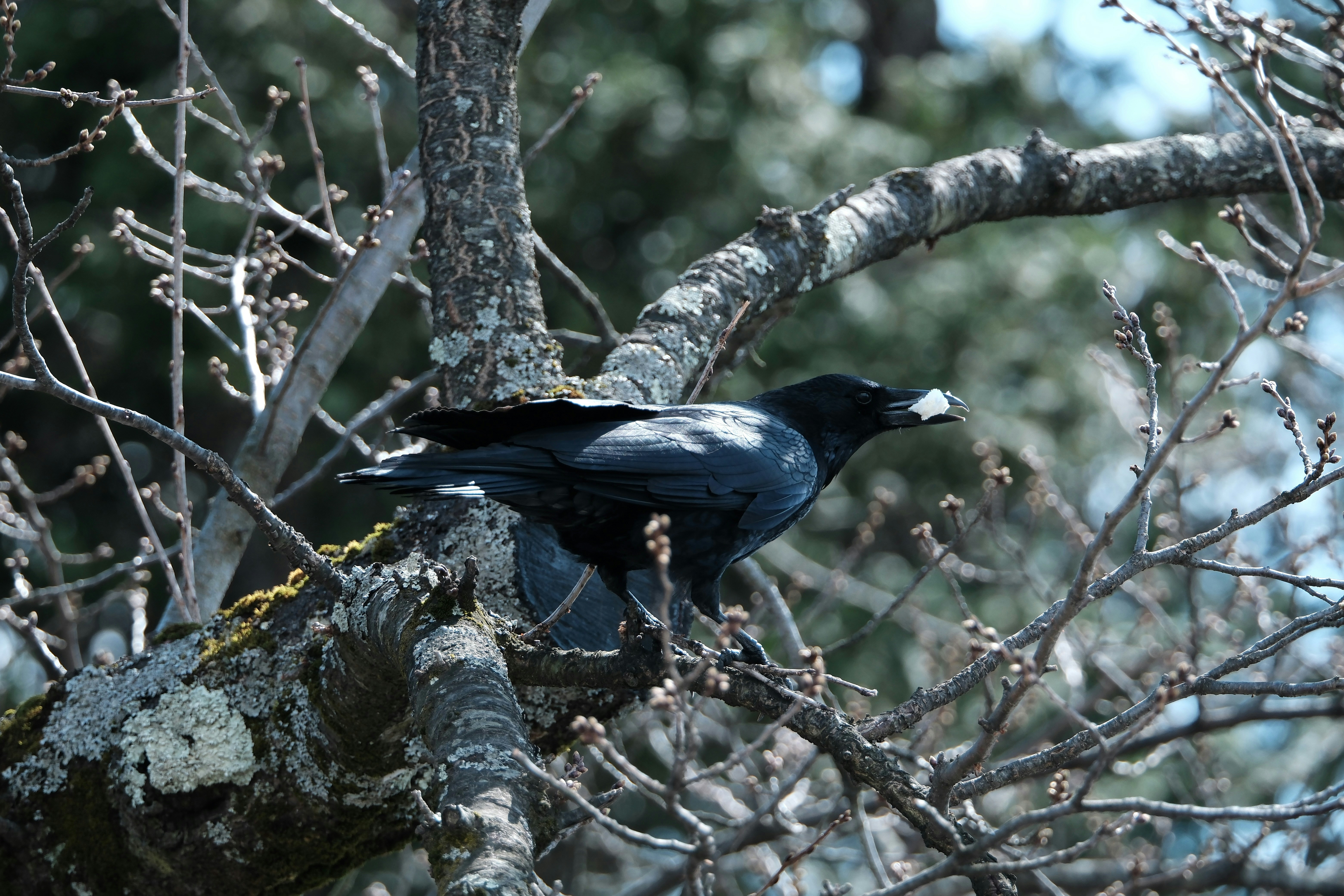 Raven on a Moss-Covered Branch Amid Winter Limbs