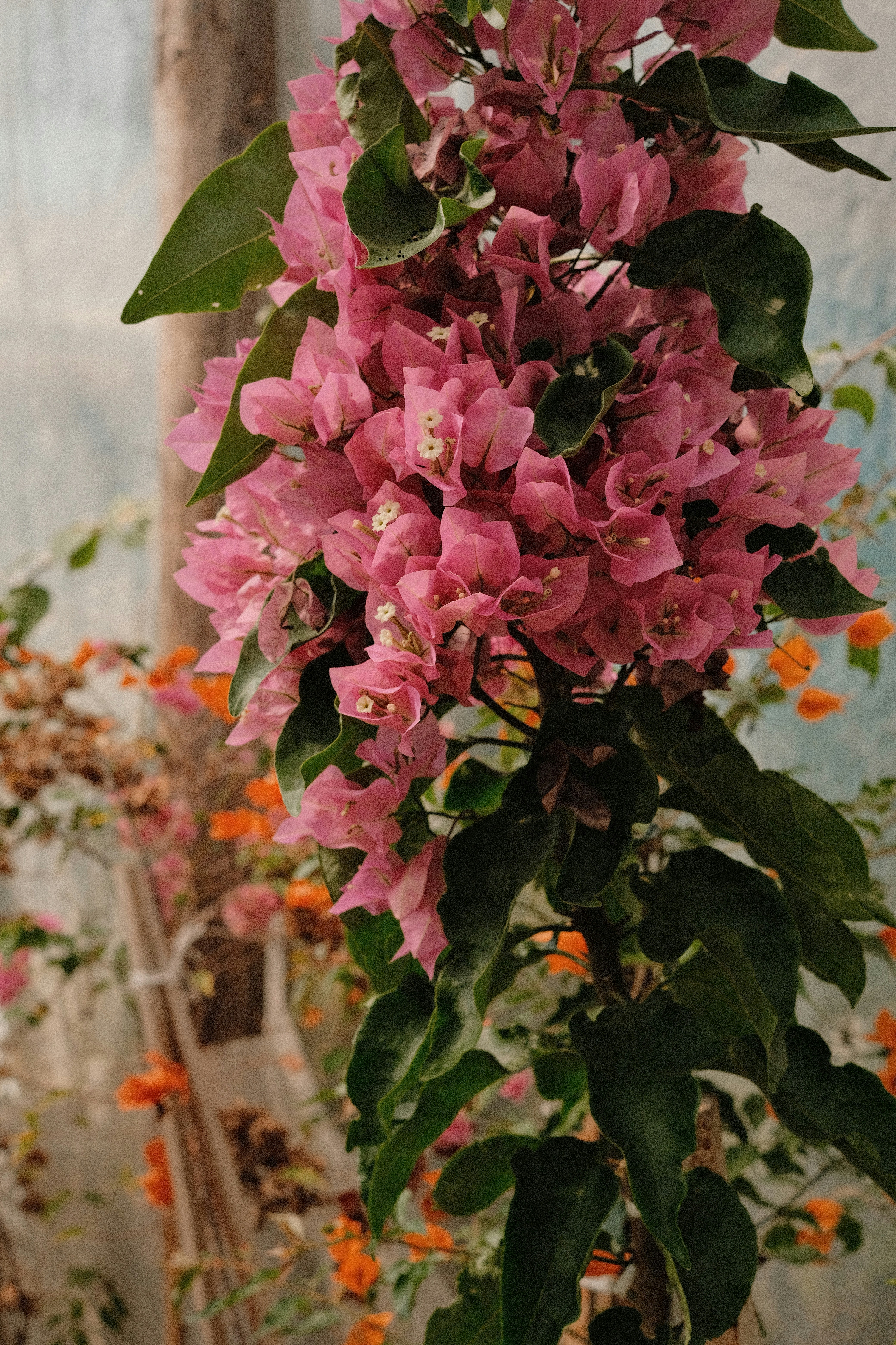 Bougainvillea Cascade in Soft Garden Light