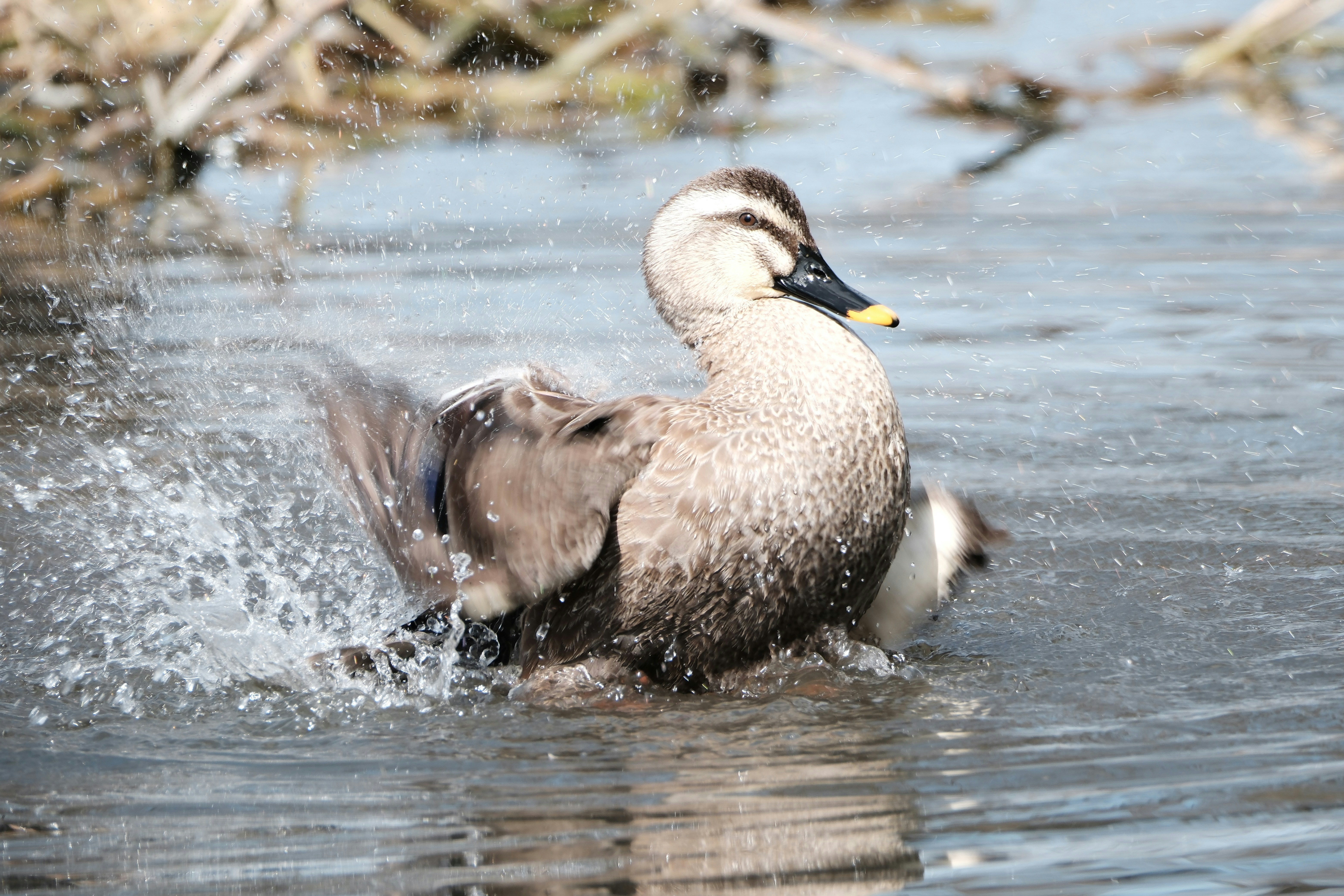 Spooked by the Splash: A Duck Mid-Flap on Turquoise Wake