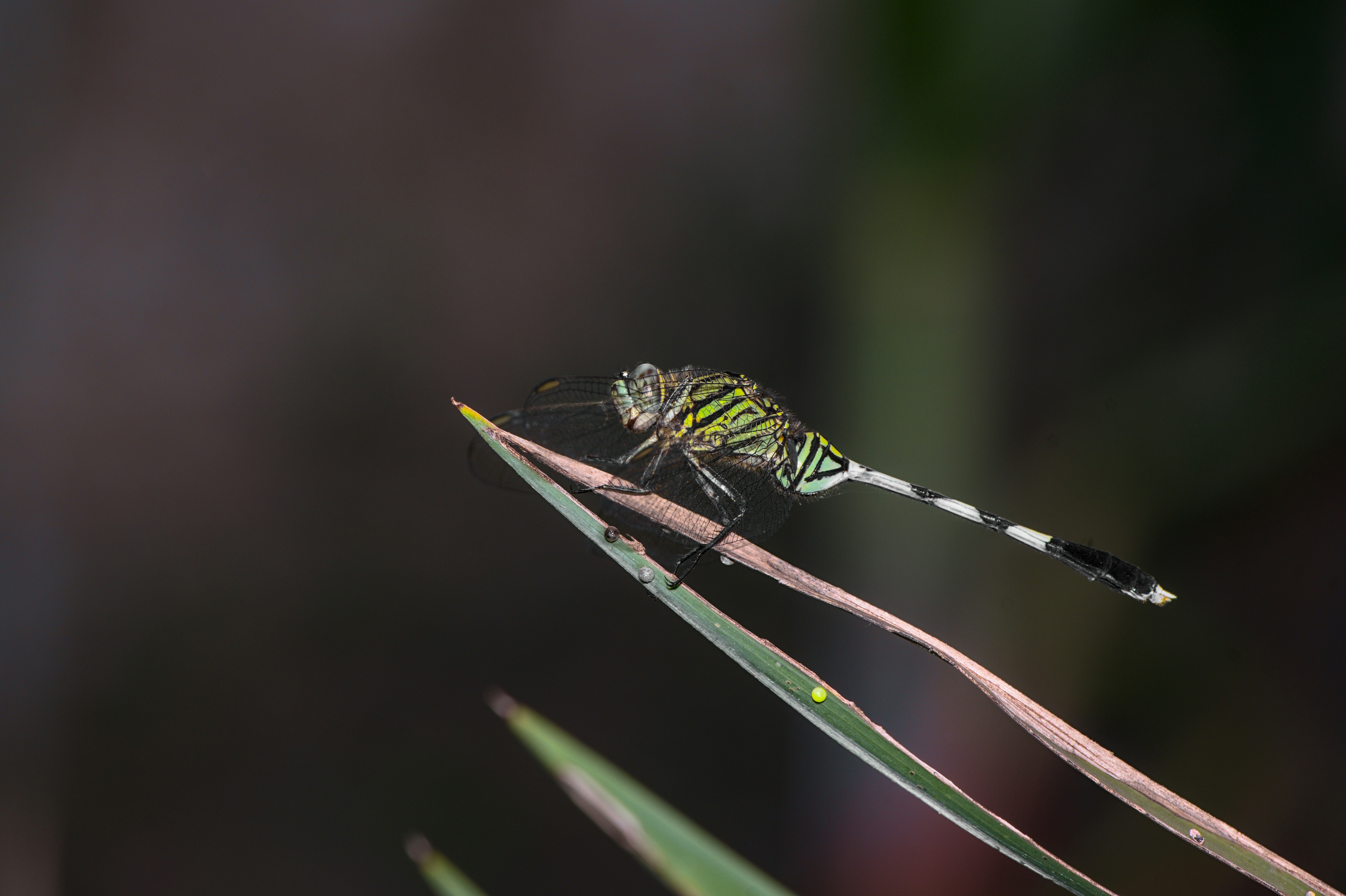 Photo by Naufan Rusyda Faikar with Nikon Z30