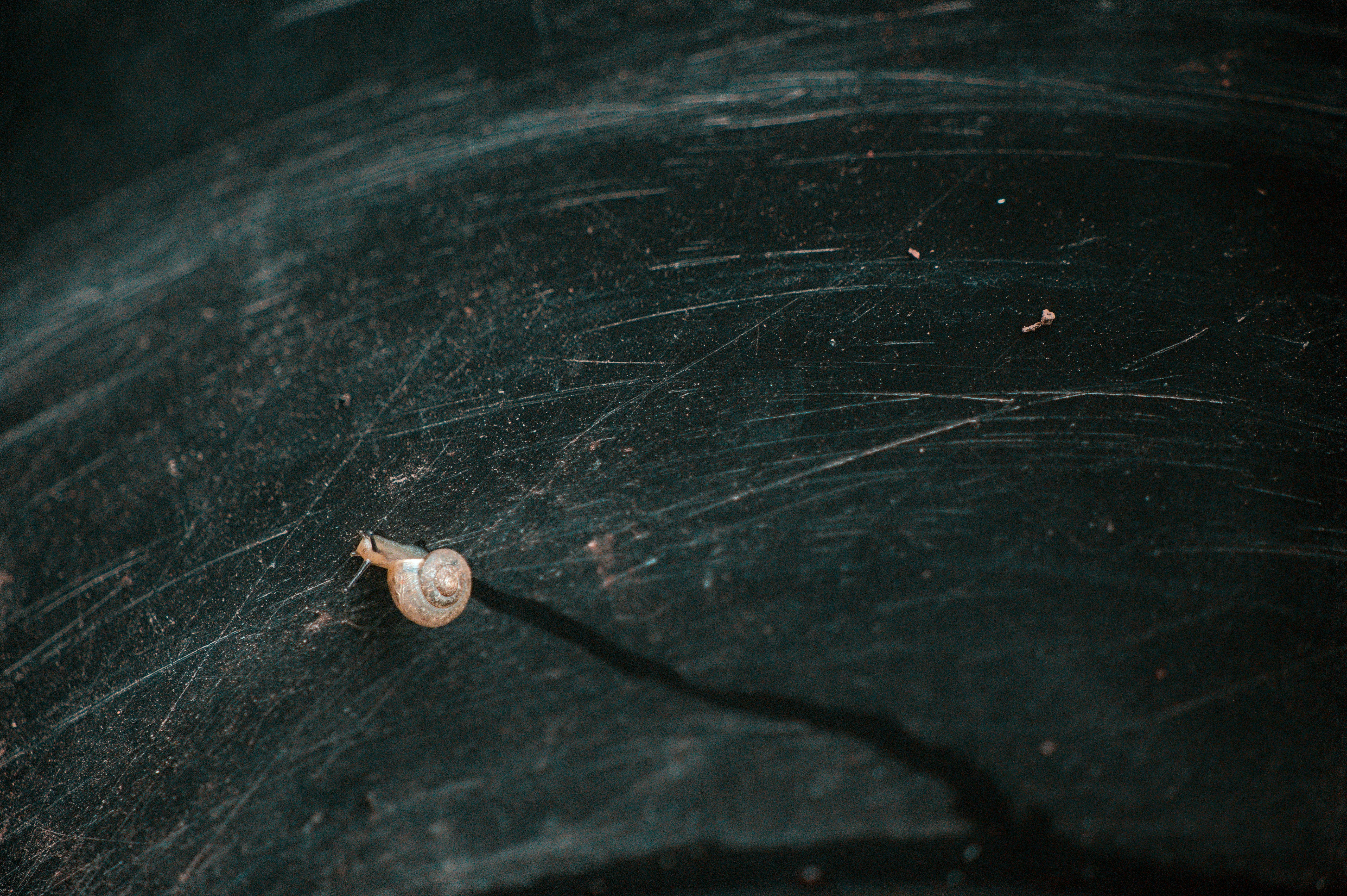 A small snail traversing a textured, dark surface marked by scratches and wear. The contrast highlights the snail's delicate features.
