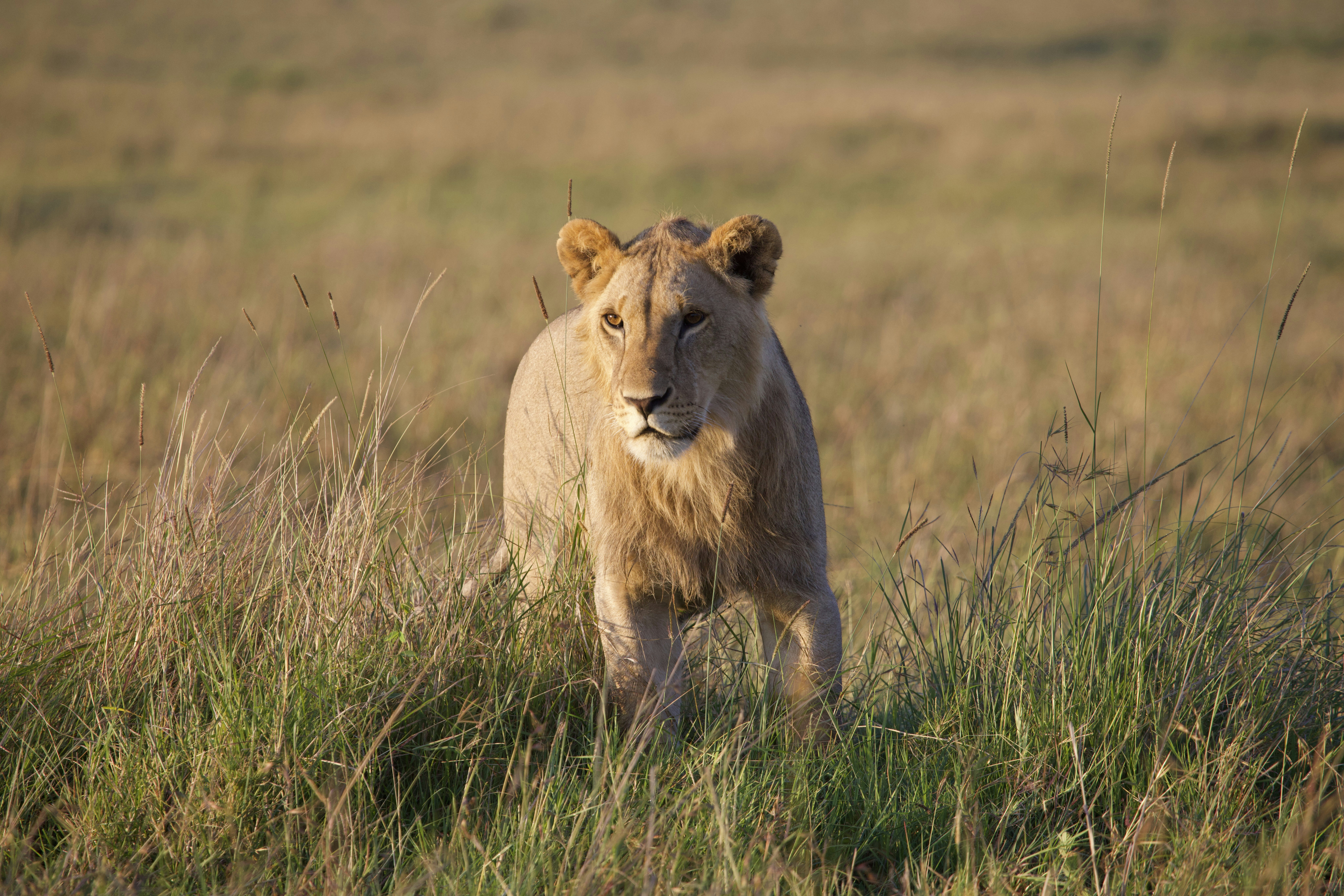 A lion stalks through grassy plains. photo – Free Animal Image on Unsplash